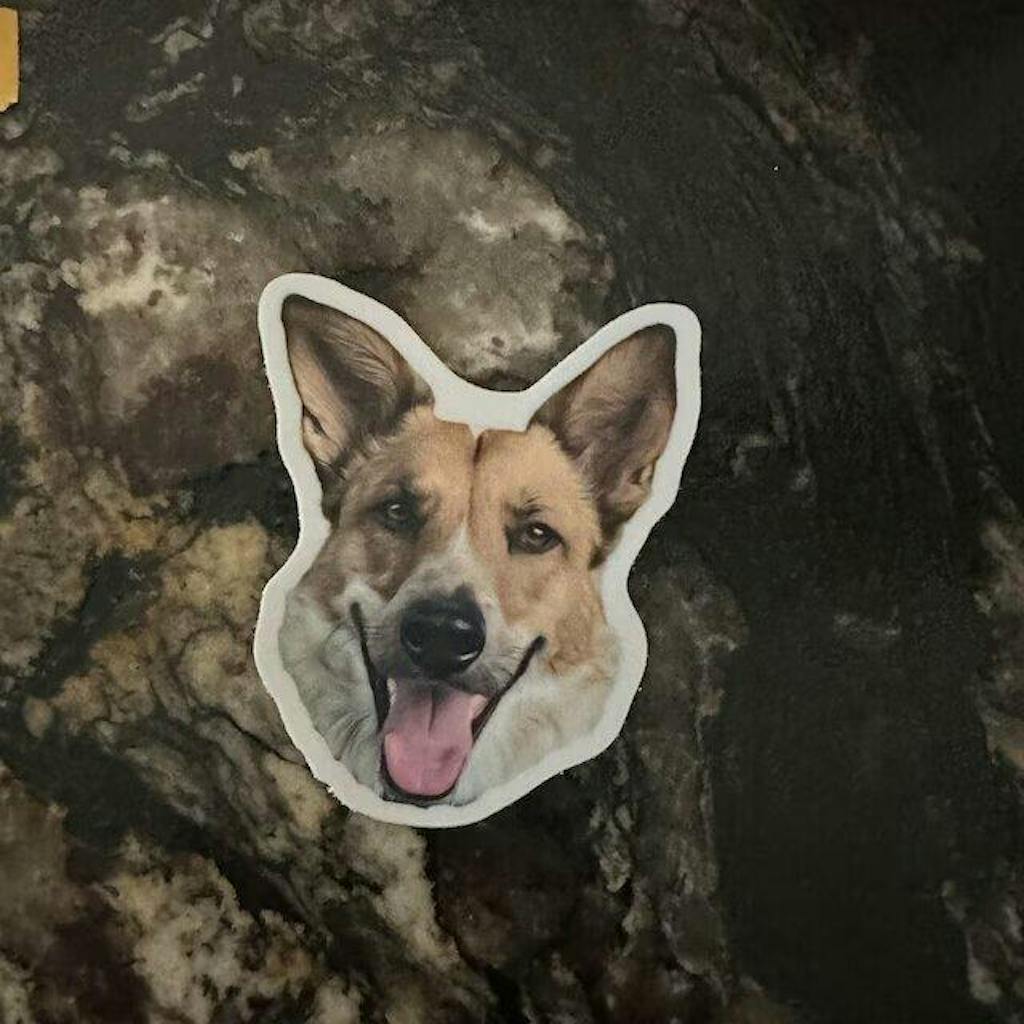 Checkout Mod Paw's Reviews! – Mod Paws