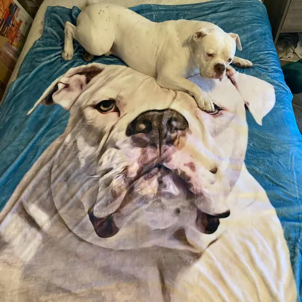 Checkout Mod Paw's Reviews! – Mod Paws