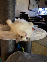 Cattitude Extra Large Cat Tree, Grey