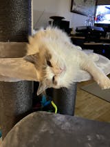 Cattitude Extra Large Cat Tree, Grey