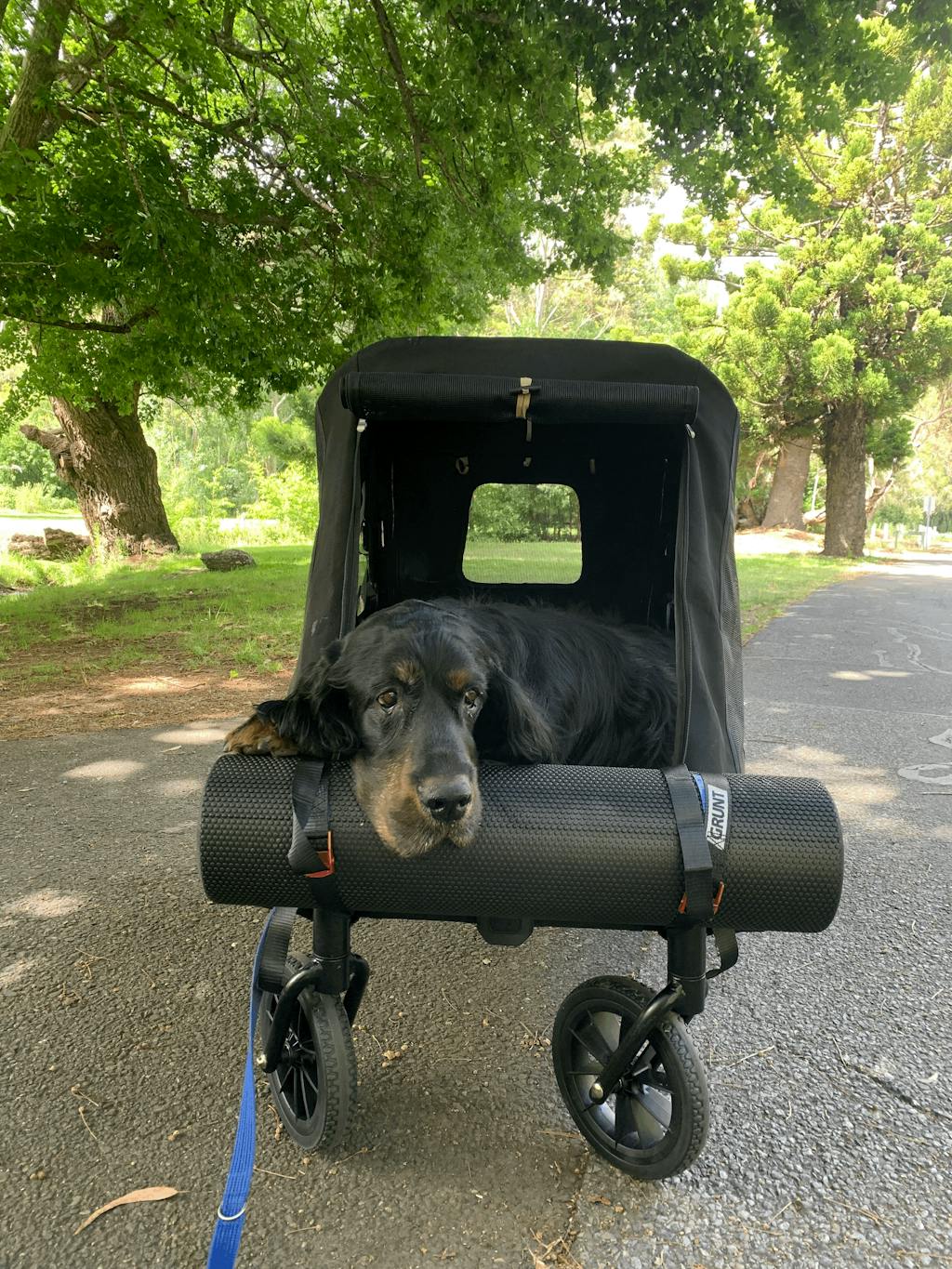 Ibiyaya Grand Cruiser Large Dog Stroller