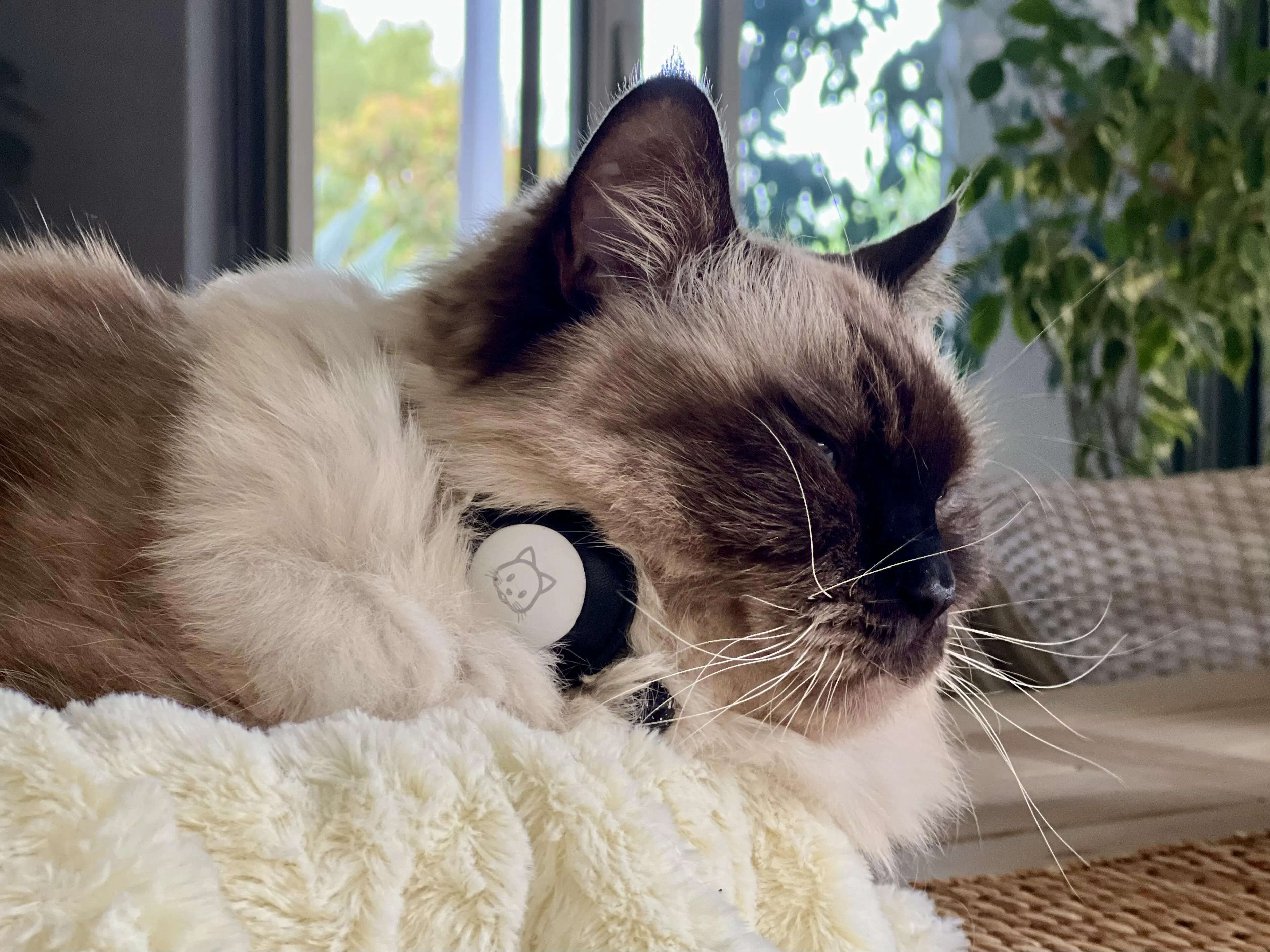 Apple Airtag Cat Collar