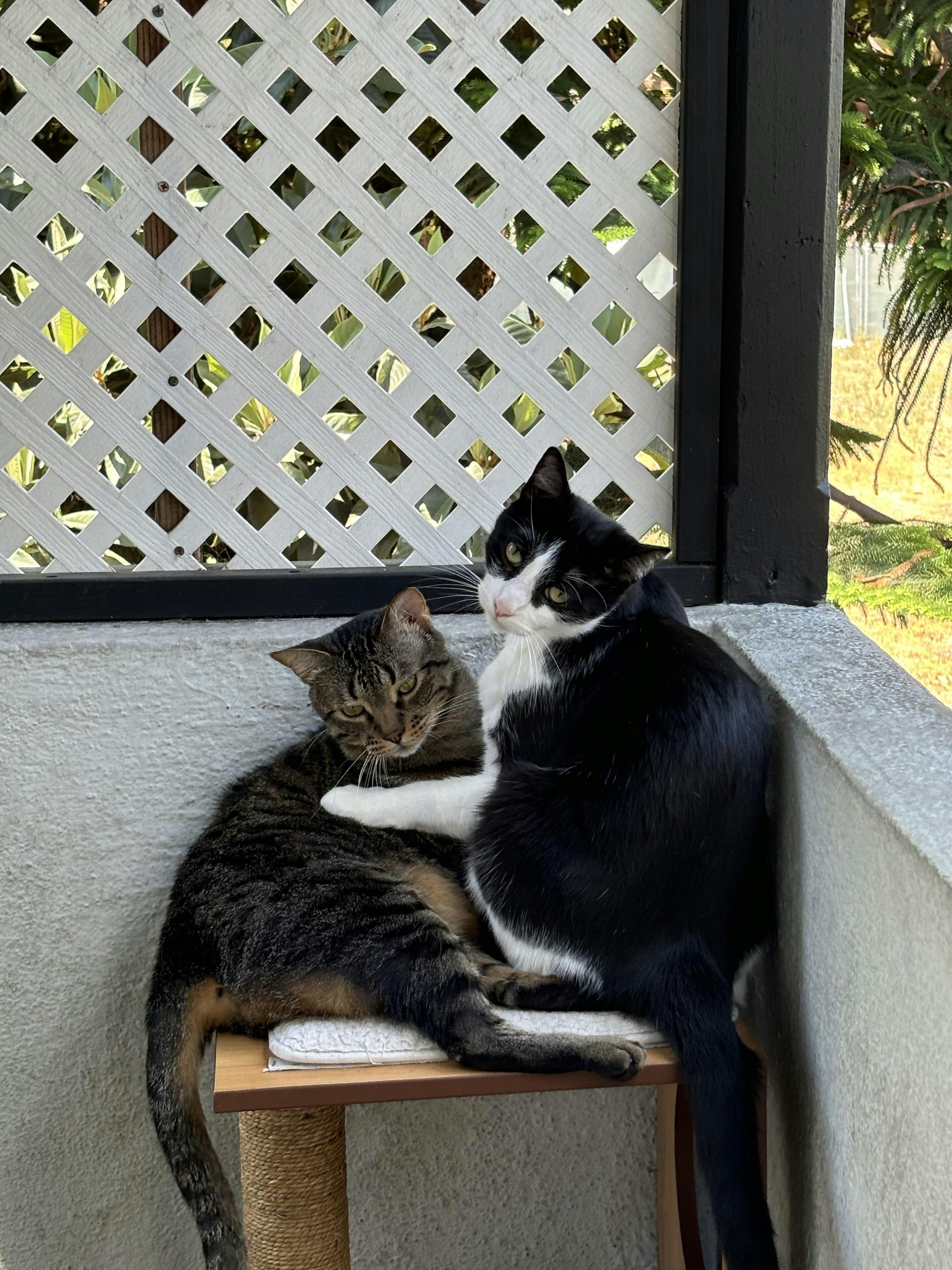 Modkat Liners | Type A (3-Pack)