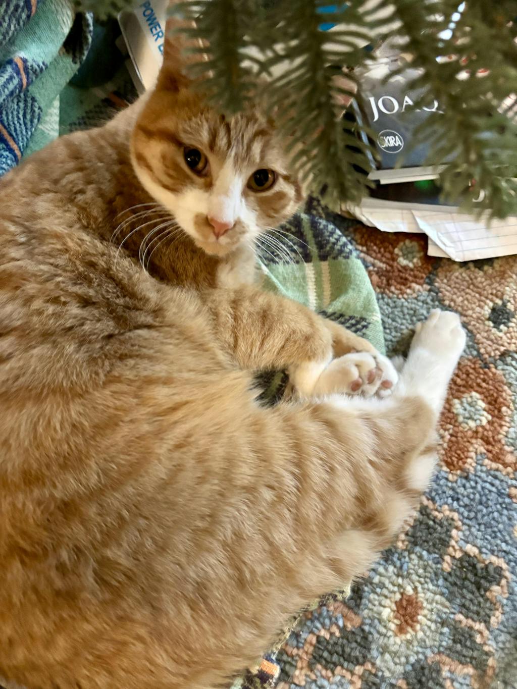 Flip Top Cat Litter Box With Lid - Modkat CA