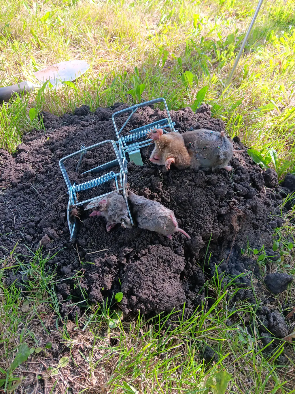 MOLE REAPER MOLE TRAP – Mole Reaper™