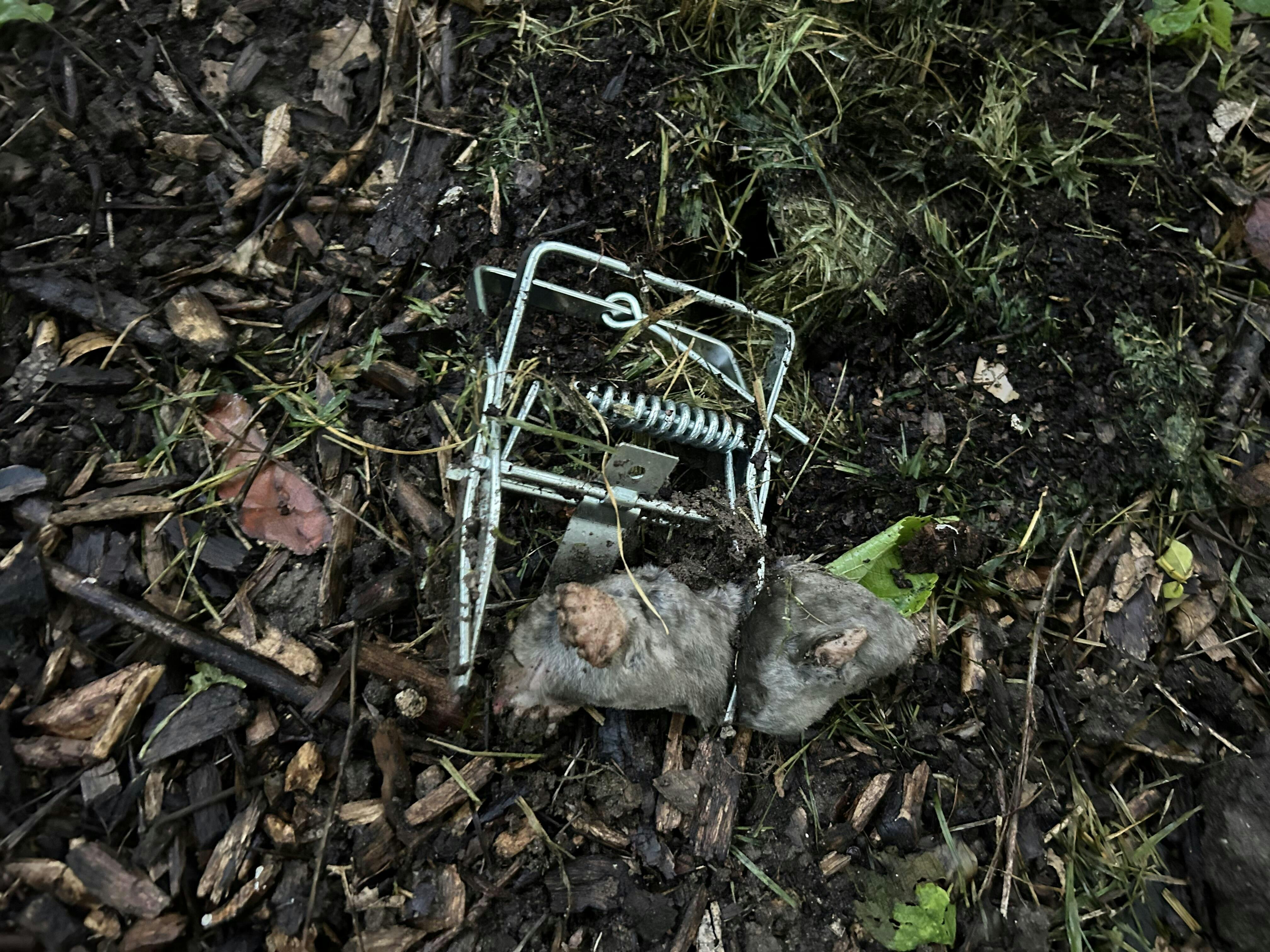 MOLE REAPER MOLE TRAP – Mole Reaper™