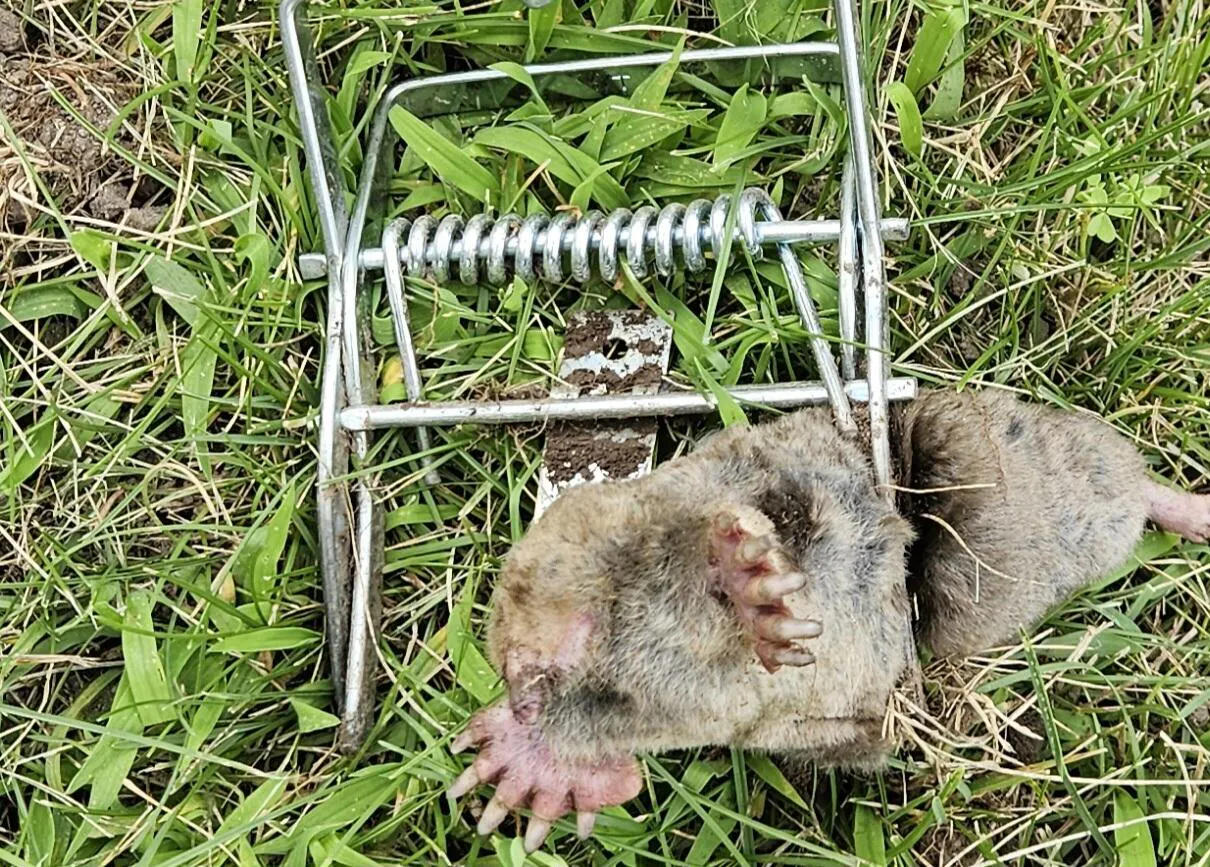 MOLE REAPER MOLE TRAP – Mole Reaper™