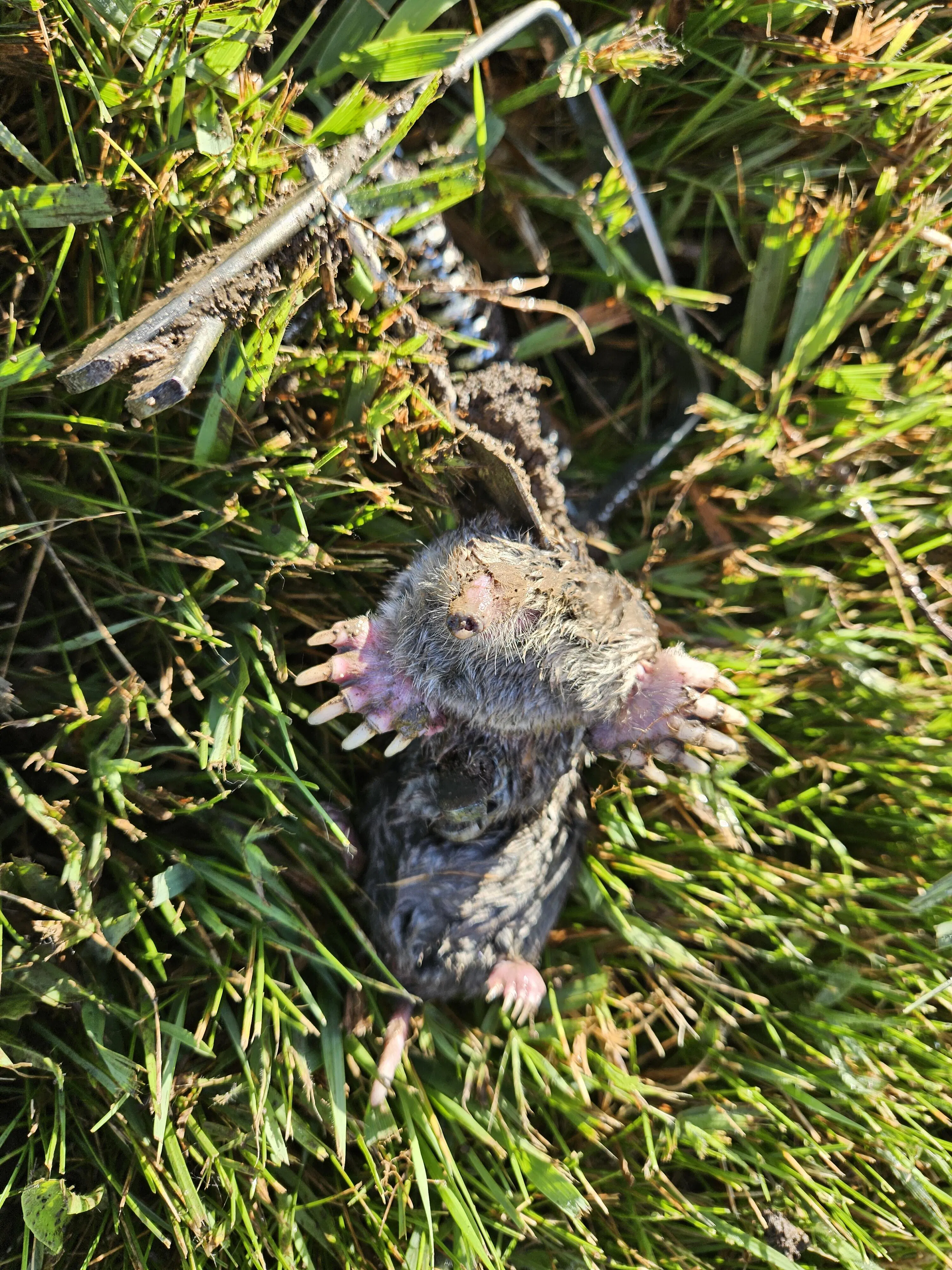 MOLE REAPER MOLE TRAP – Mole Reaper™