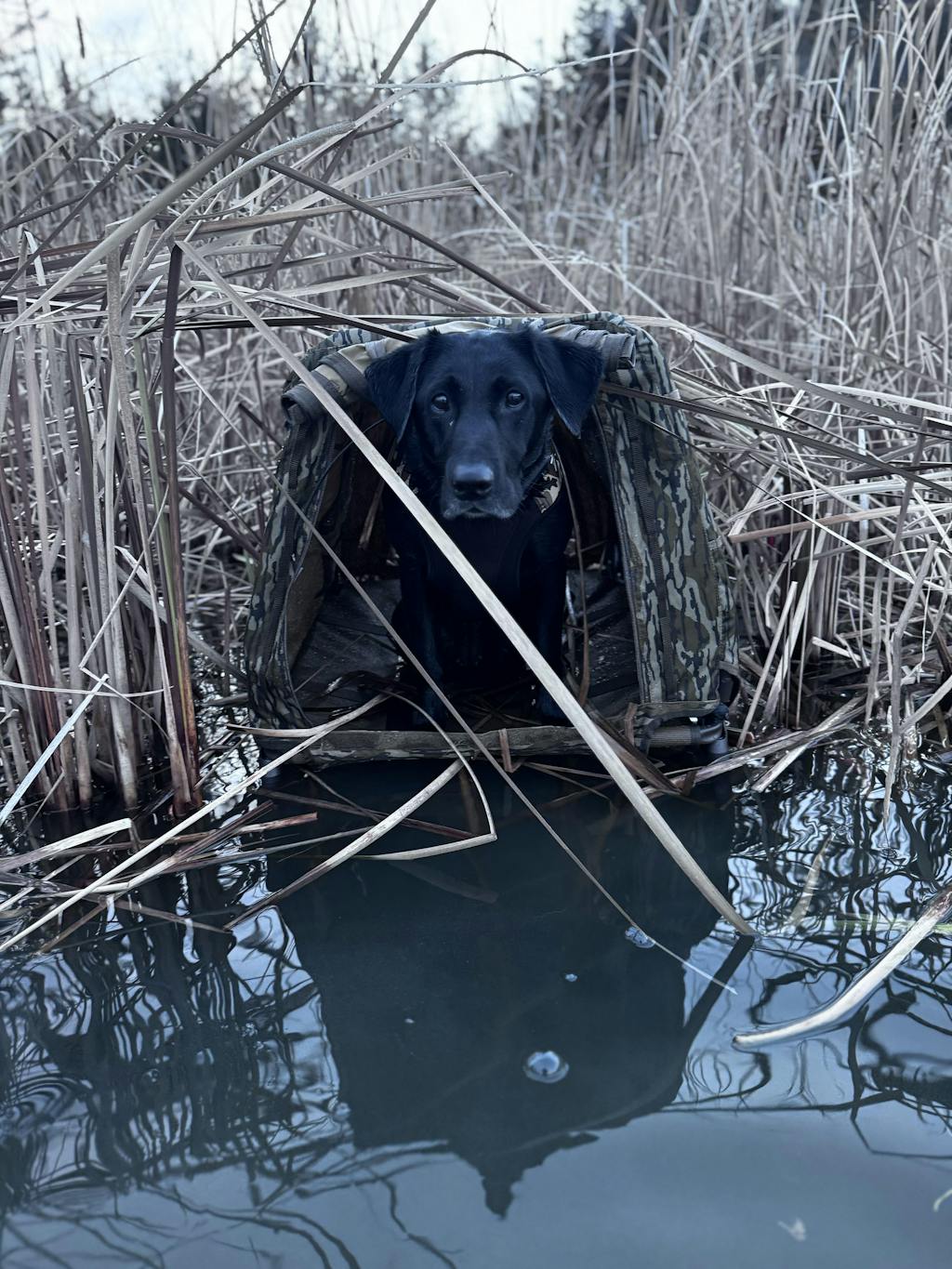 InvisiLab – MOmarsh Inc.