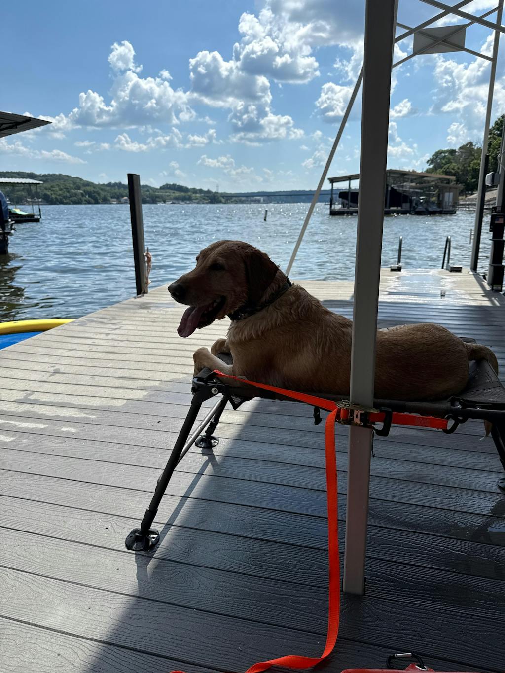 MOmarsh Final Stand Dog Platform – MOmarsh Inc.