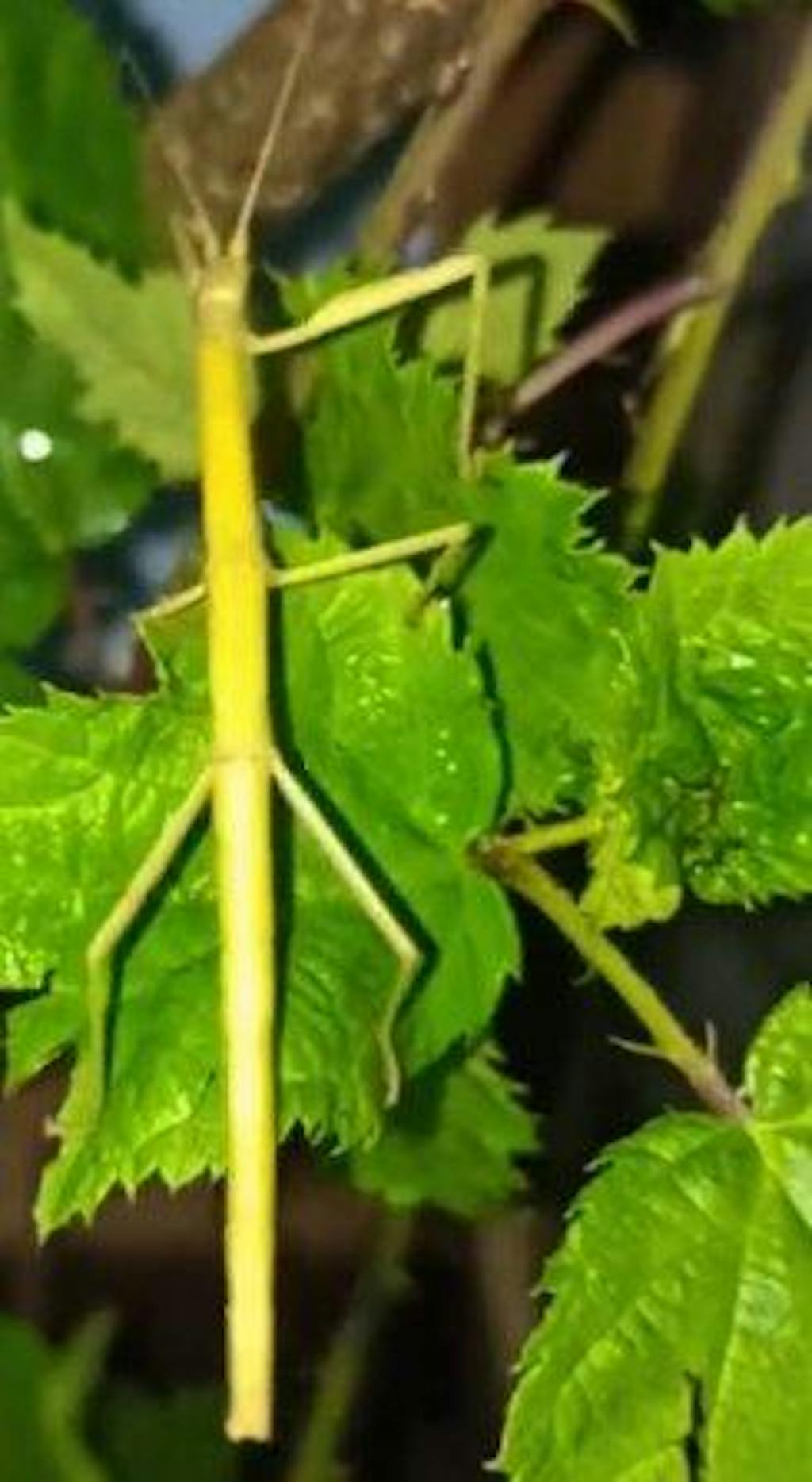 Acheter phasme bâton – Une espèce idéale pour débuter l’élevage