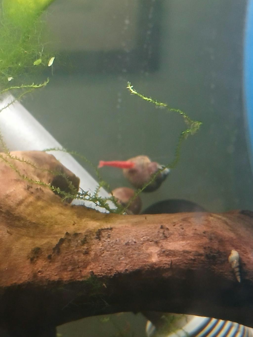 Blueberry Snail (Viviparus sp.) | MoonlightAquatics