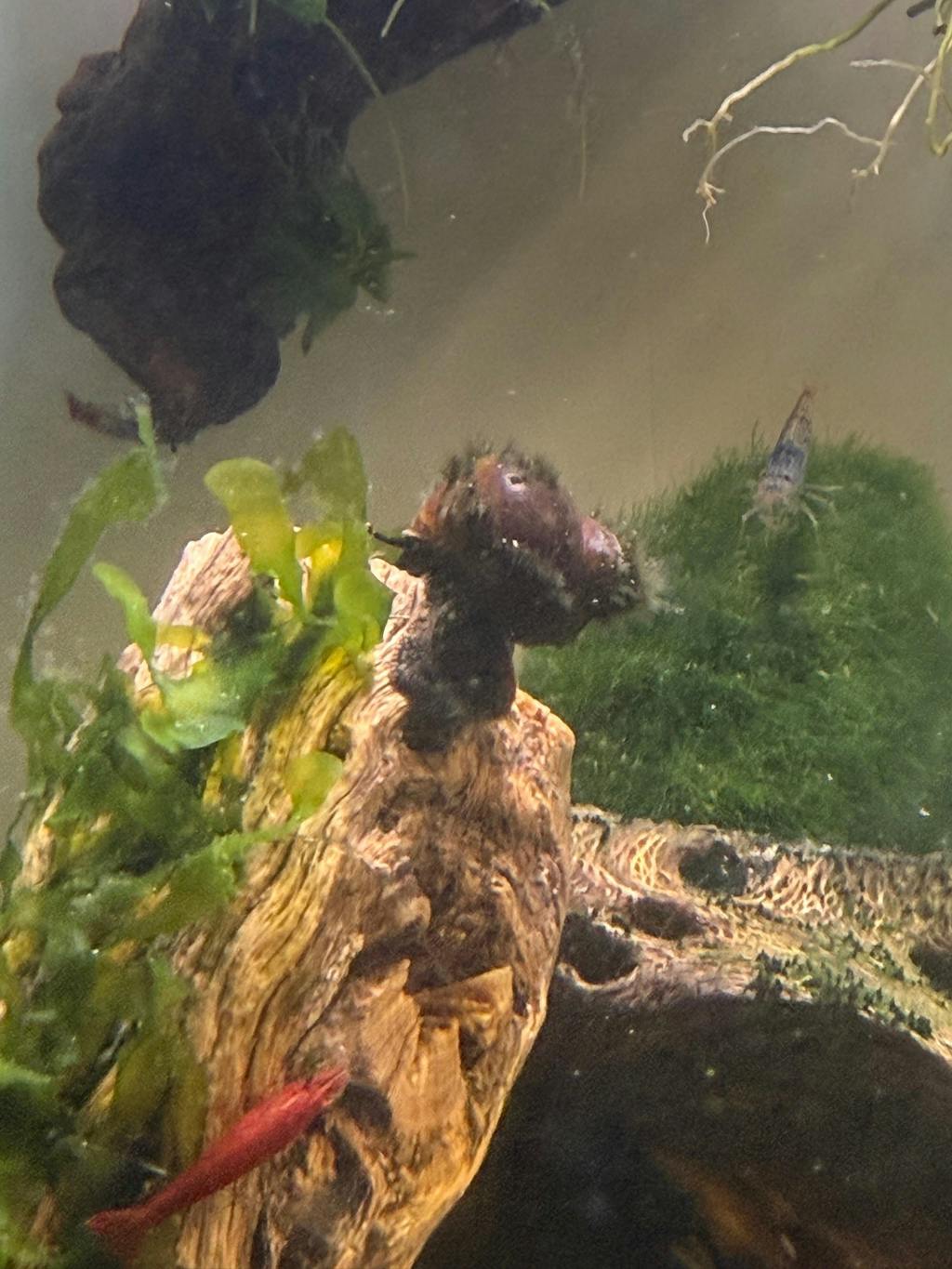 Blueberry Snail (Viviparus sp.) | MoonlightAquatics