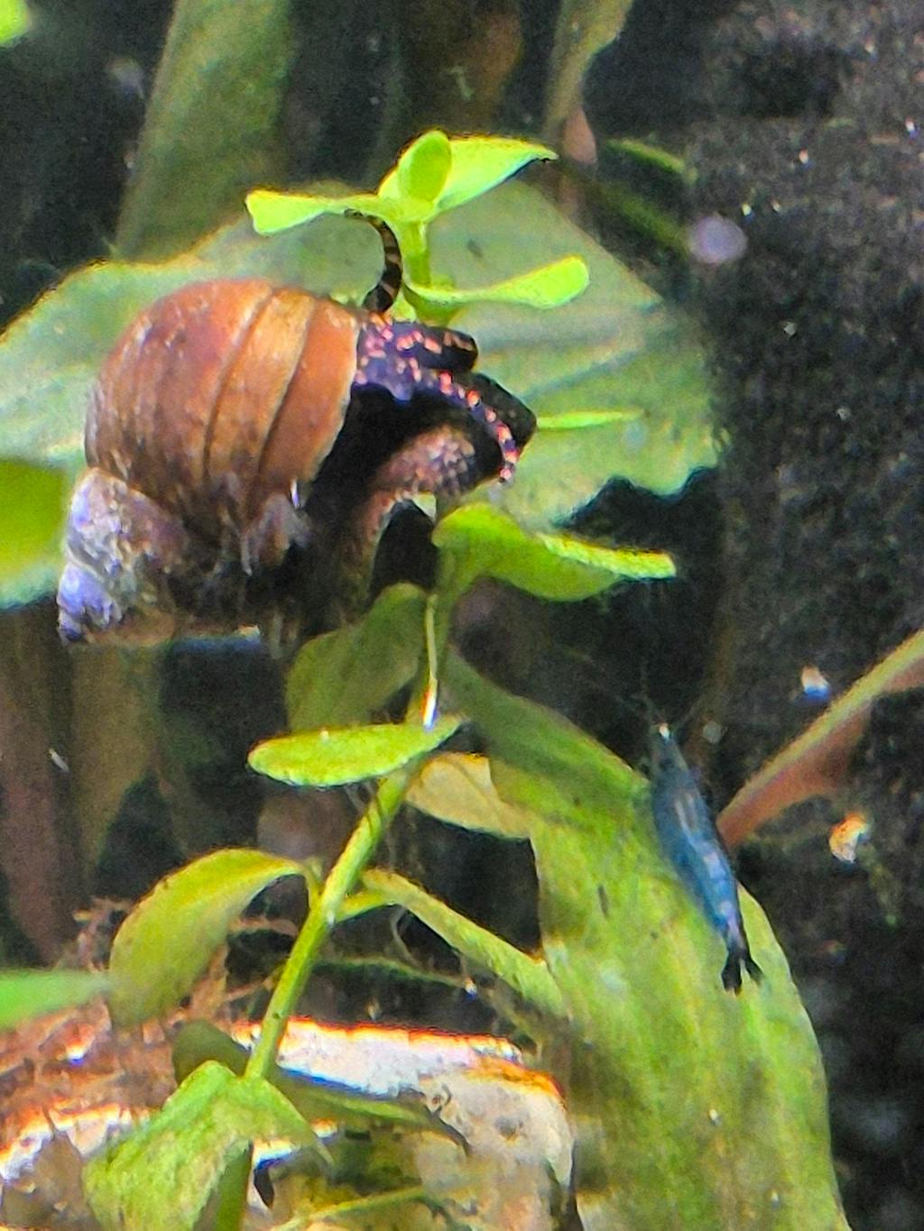 Blueberry Snail (Viviparus sp.) | MoonlightAquatics