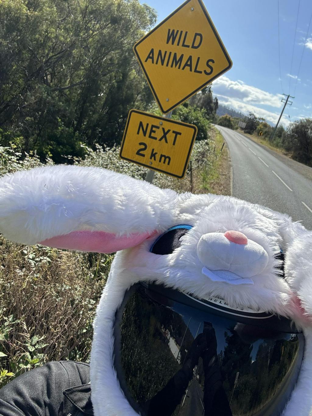 Motorcycle Helmet Cover - Bunny - Moto Loot