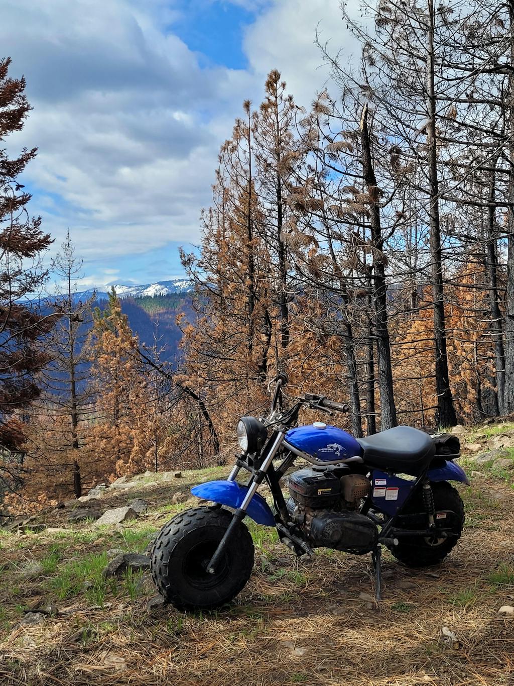 TrailMaster MB200-2 - TrailMaster Minibike | MotoBuys