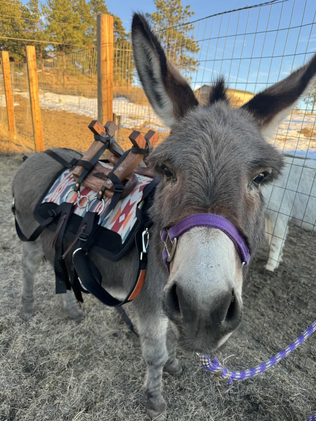Mini Donkey Pack Saddle – Mountain Ridge Gear