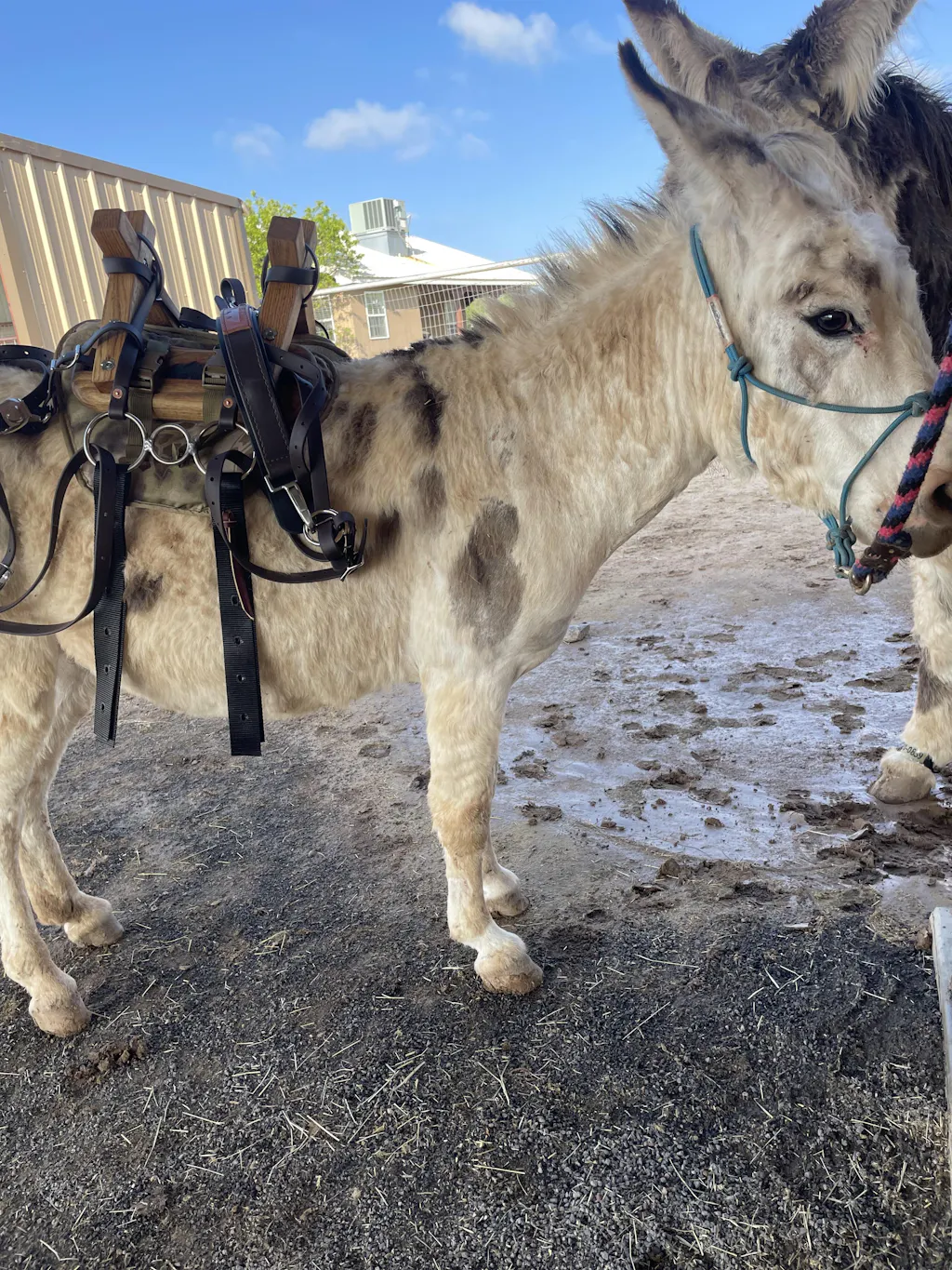 Mini Donkey Pack Saddle – Mountain Ridge Gear