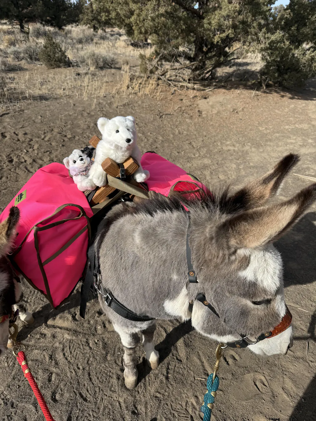 Mini Donkey Pack Saddle – Mountain Ridge Gear