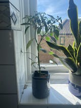 Chilli Pepper Apache F1 AGM Plants From Mr Fothergills Seeds and Plants