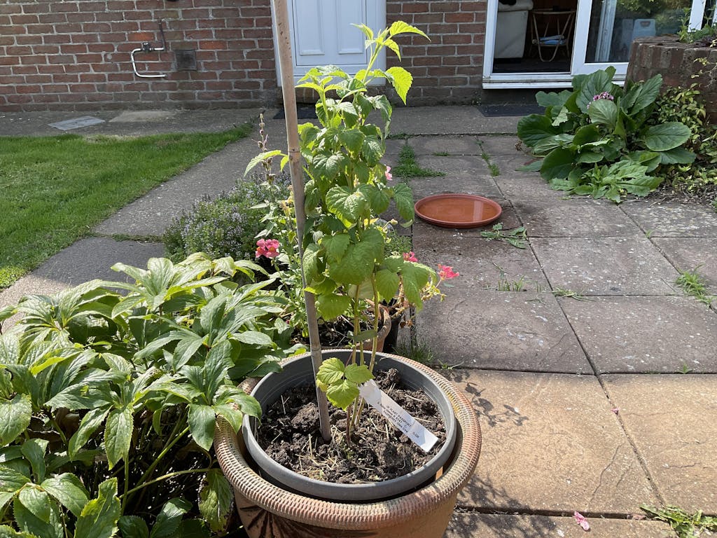 Raspberry Glen Coe Plant from Mr Fothergill's Seeds and Plants