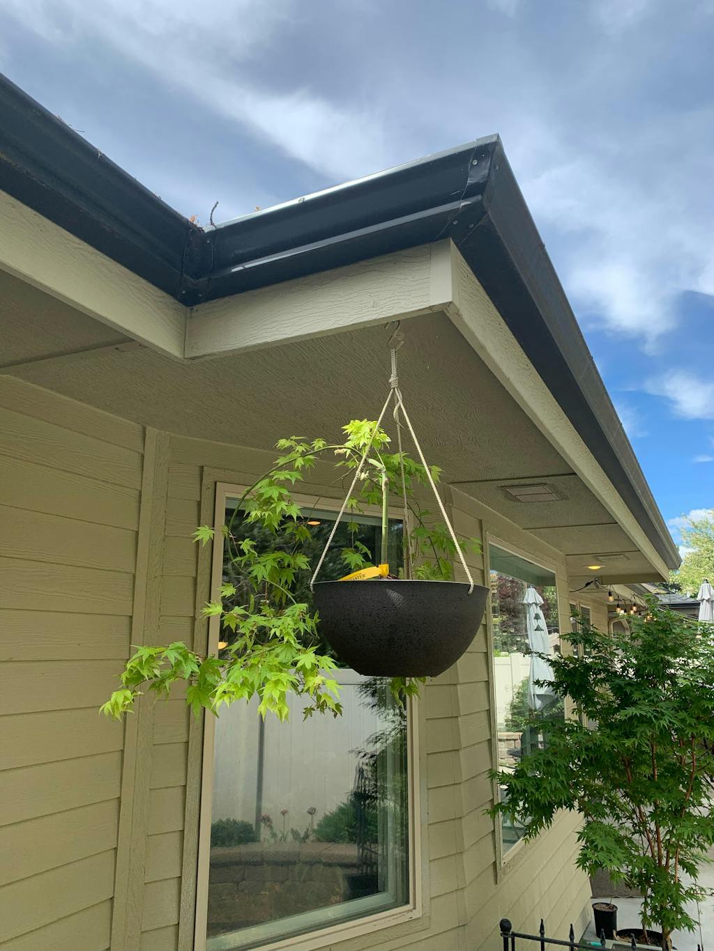 Buy Acer palmatum 'Dragon Master' Golden Weeping Japanese Maple — Mr ...