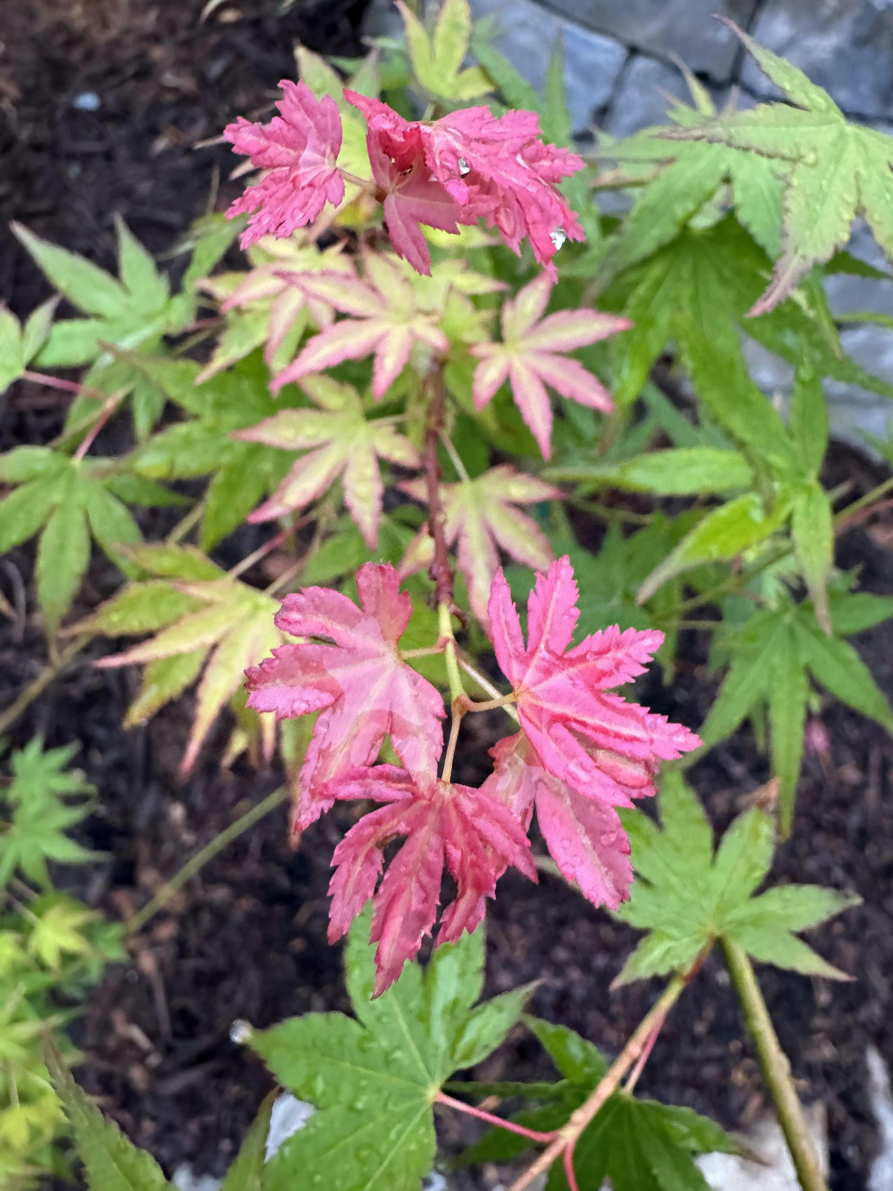 Buy Acer palmatum 'Kristin's Star' Japanese Maple — Mr Maple │ Buy ...