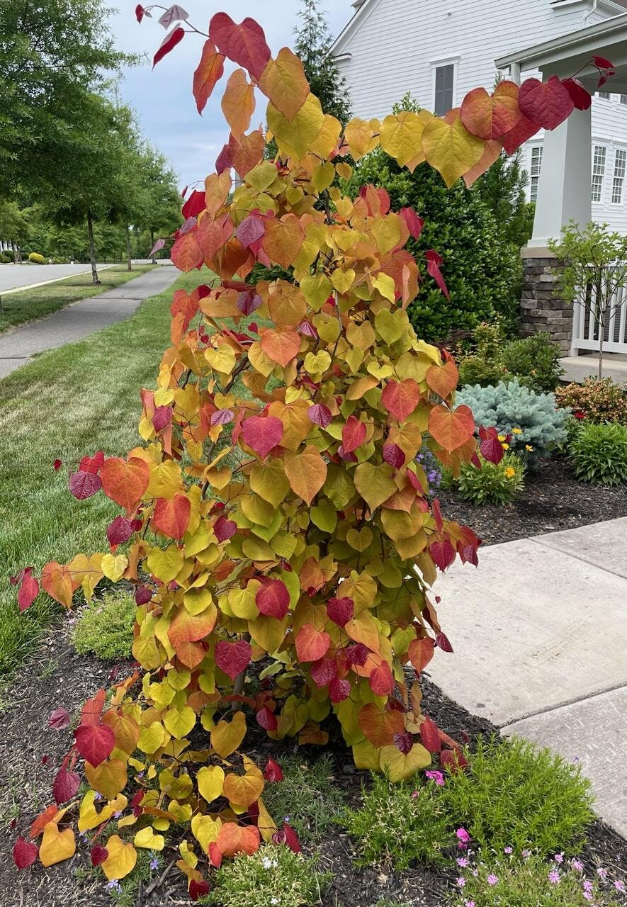 Buy Cercis canadensis 'NC2016-2' Flame Thrower® Redbud Tree — Mr Maple ...