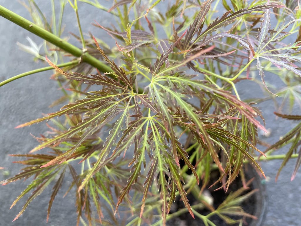 Buy Acer palmatum 'Dragon's Fire' Weeping Japanese Maple — Mr Maple ...