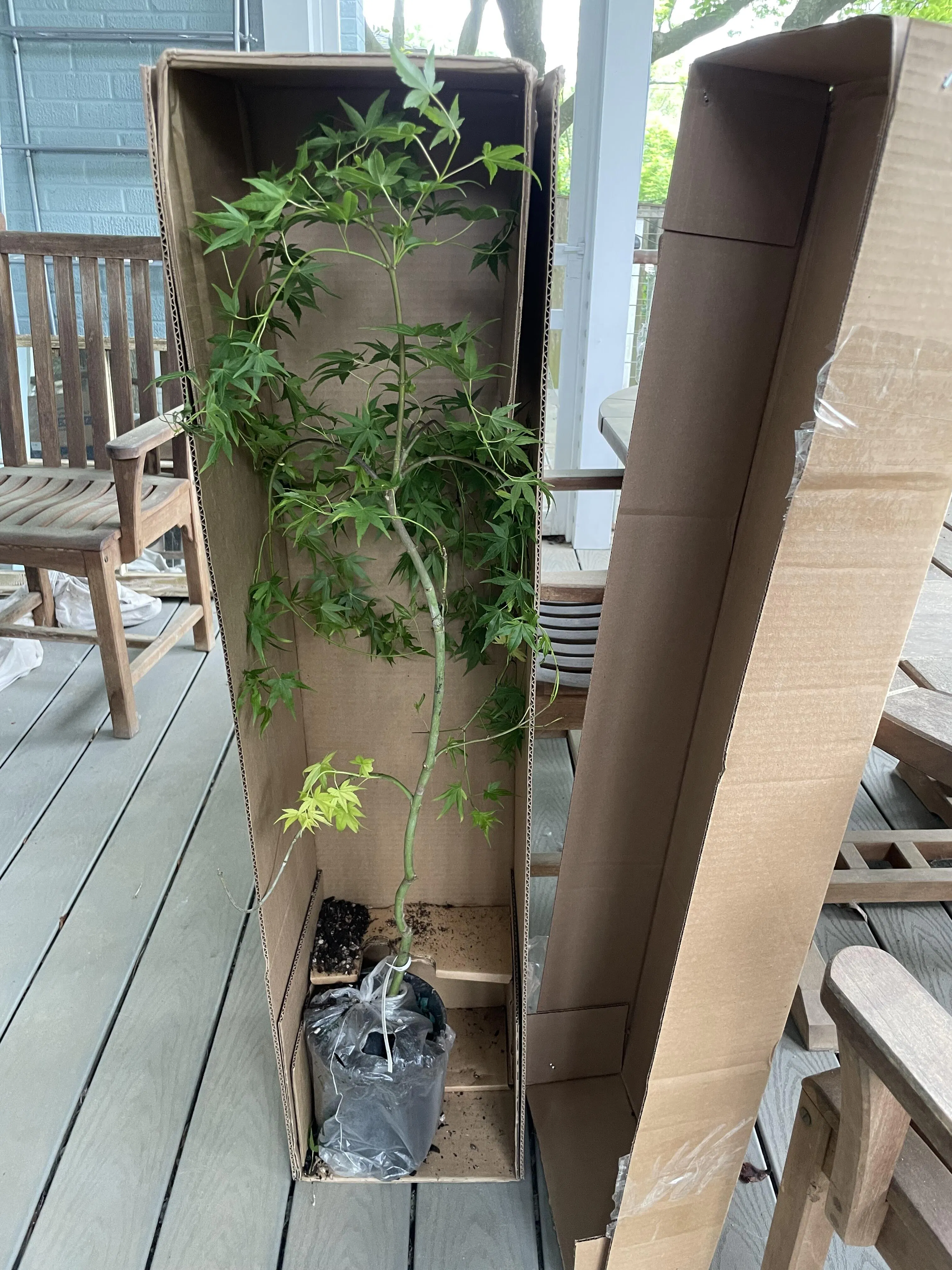 Buy Acer palmatum 'Ryusen' Japanese Maple — Mr Maple │ Buy Japanese ...