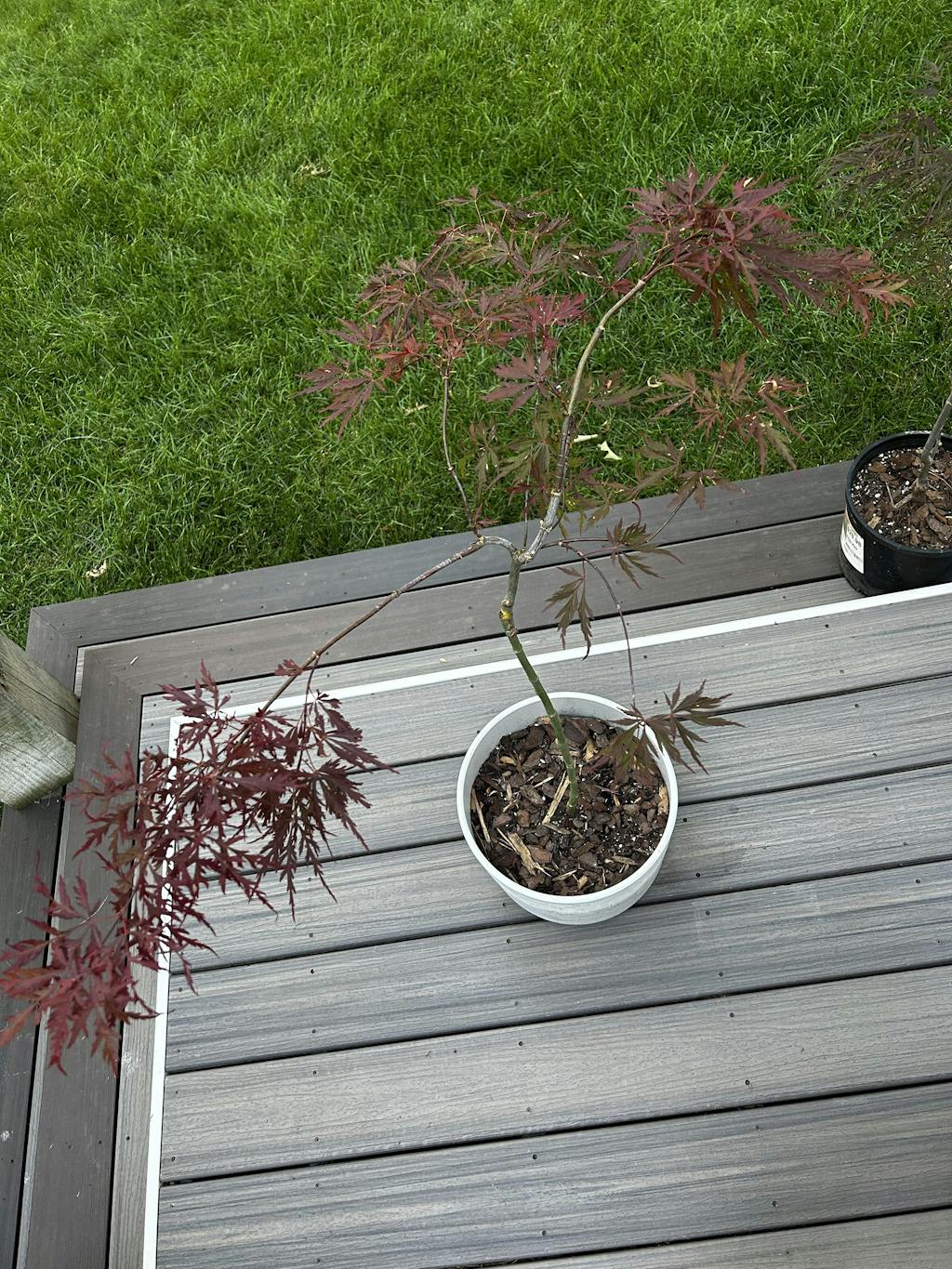 Buy Acer palmatum dissectum 'Red Dragon' Dwarf Japanese Maple — Mr ...