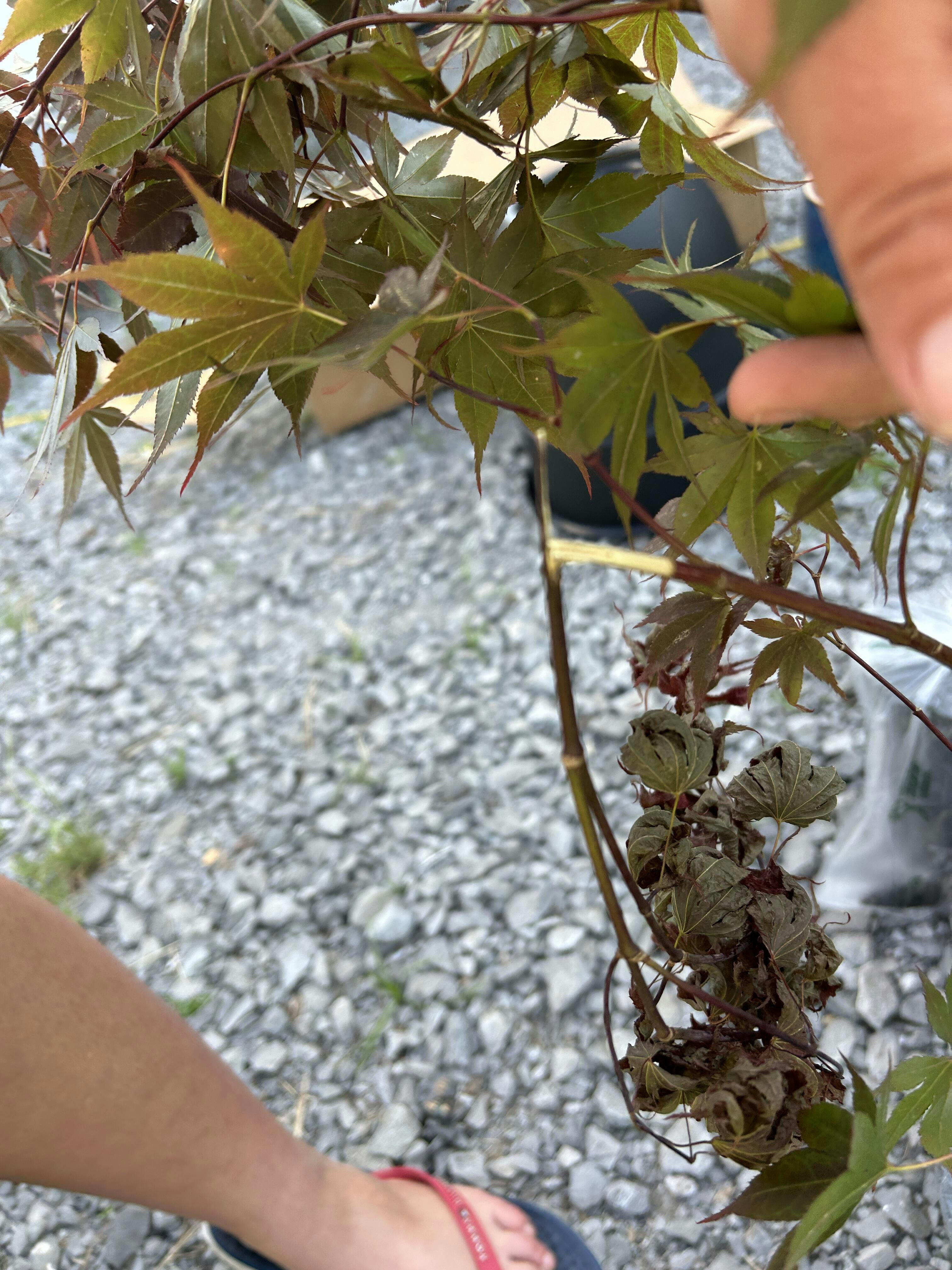 Buy Acer palmatum Bloodgood Red Japanese Maple Tree — Mr Maple │ Buy ...