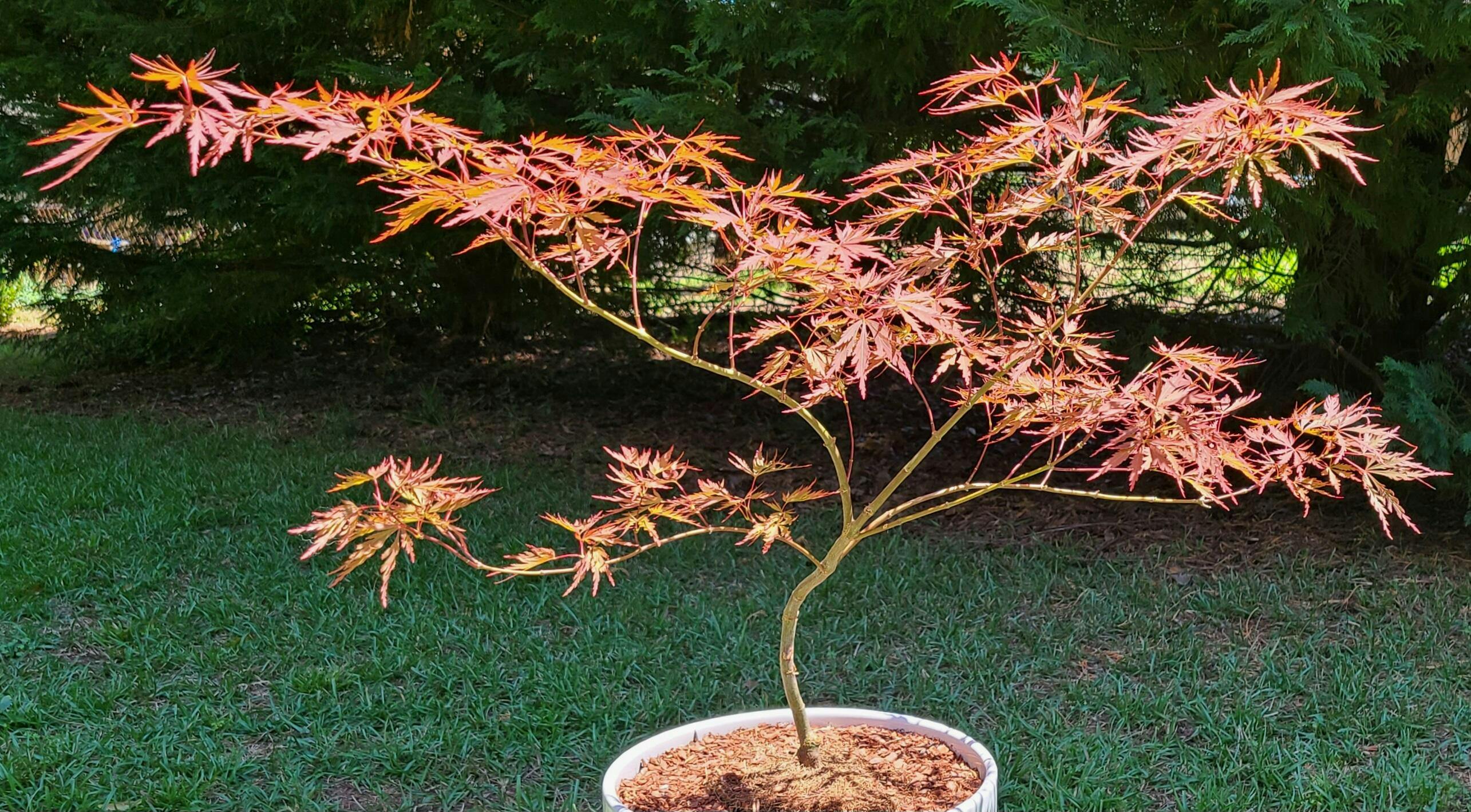 Buy Acer palmatum dissectum 'Red Dragon' Dwarf Japanese Maple — Mr ...