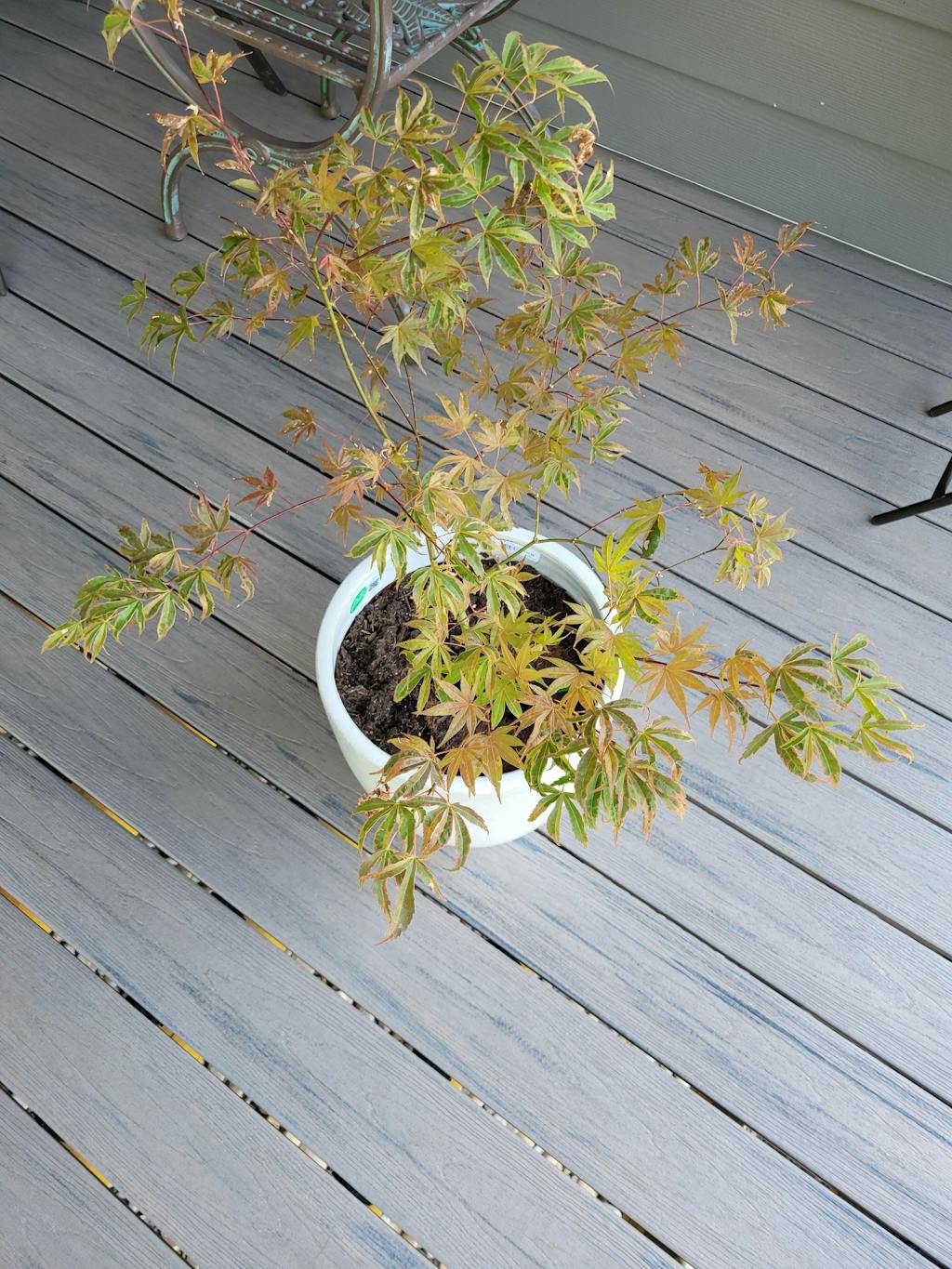 Buy Acer palmatum 'Geisha Gone Wild' Japanese Maple — Mr Maple │ Buy ...