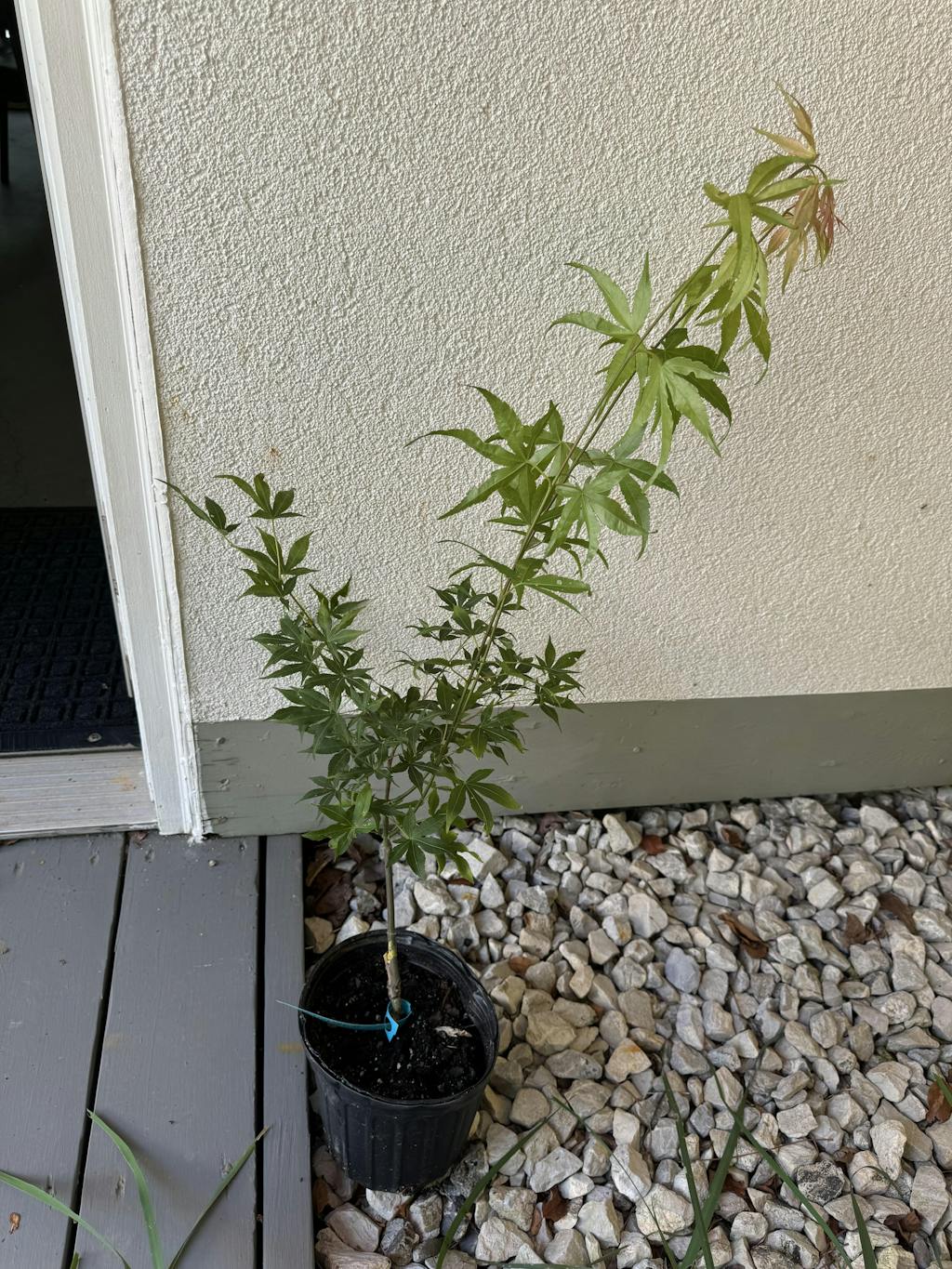 Buy Acer palmatum 'Ukigumo' Floating Clouds Japanese Maple — Mr Maple ...
