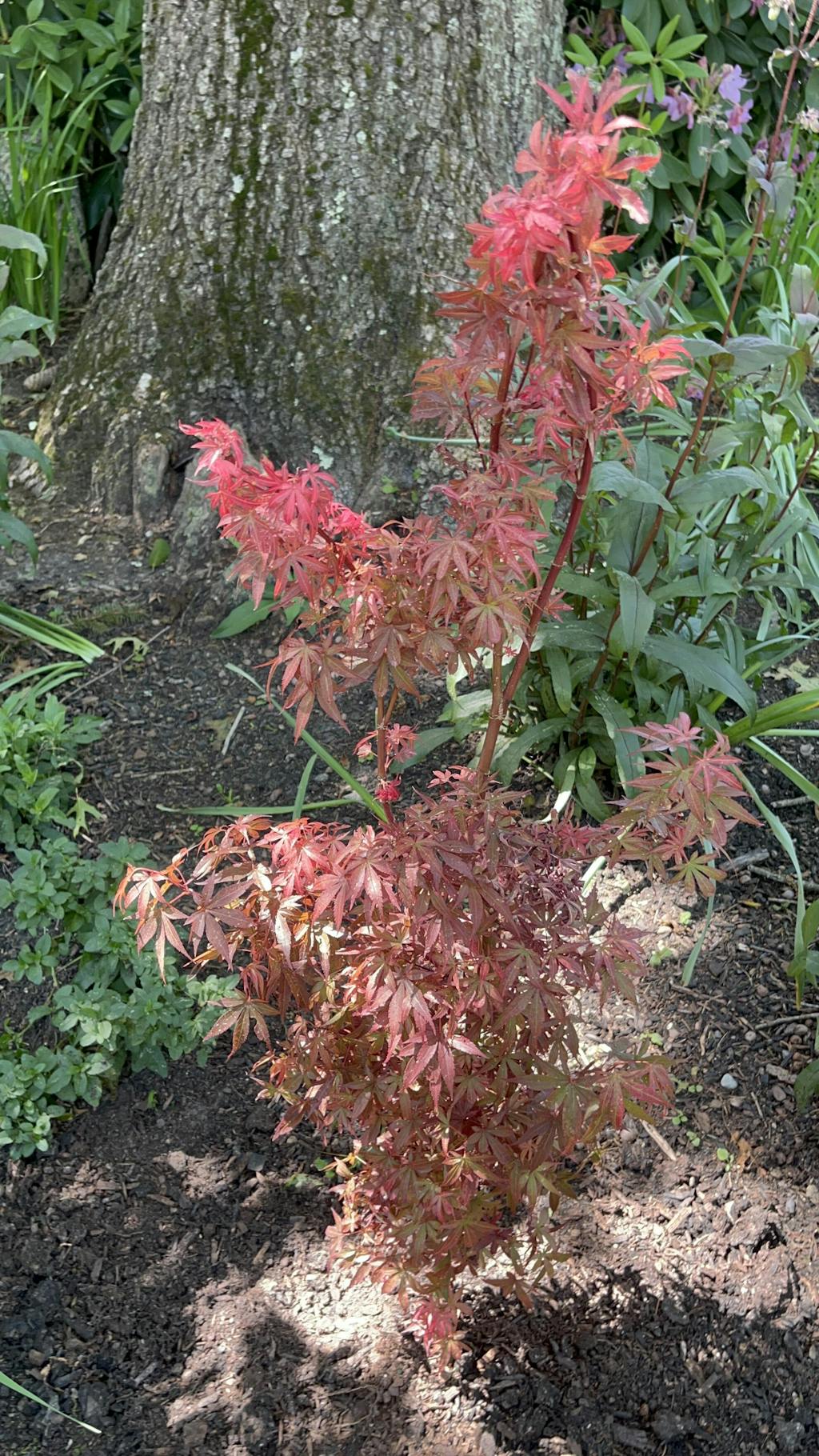 Buy Acer palmatum 'Winter’s Columnar Red' Japanese Maple — Mr Maple ...