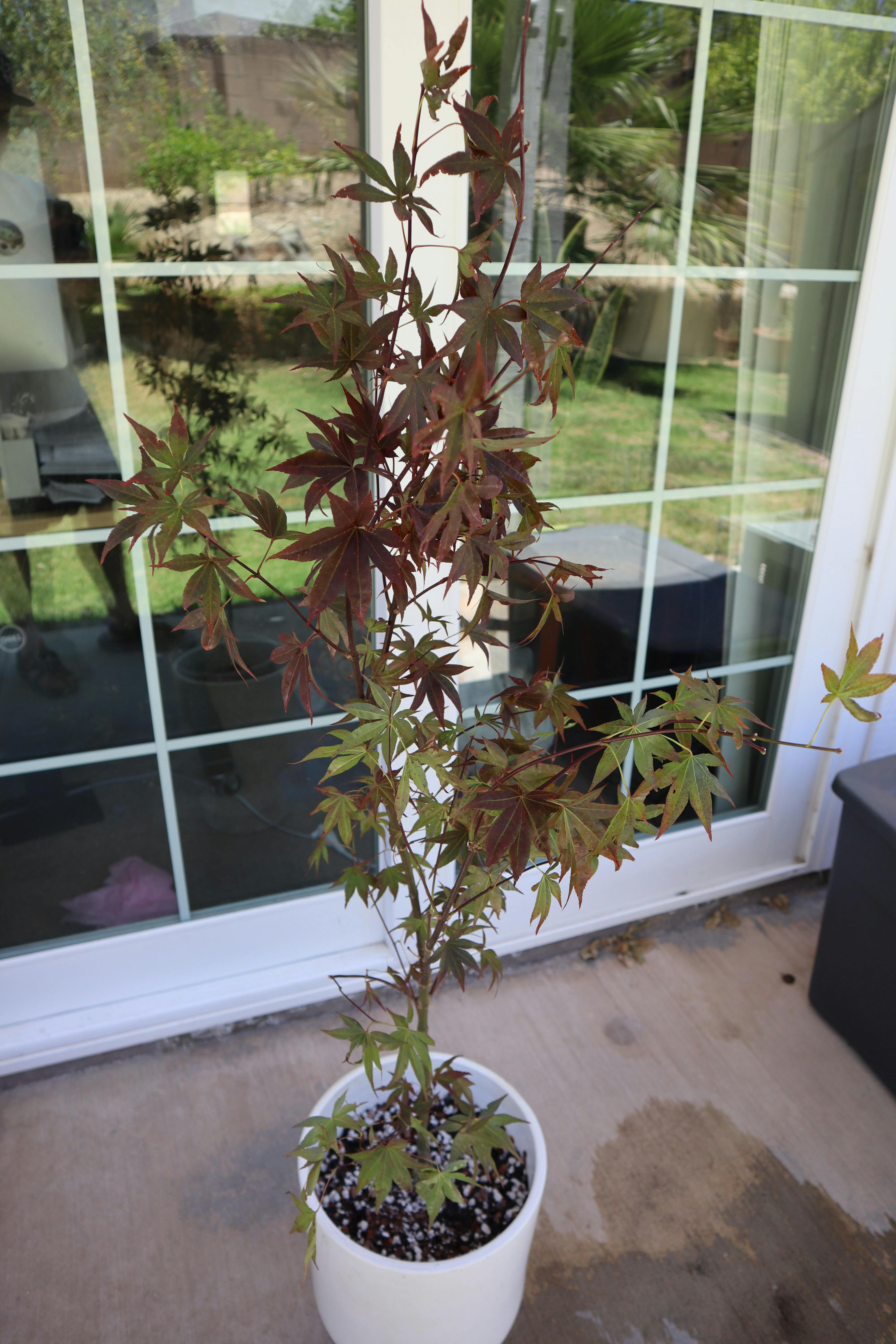 Buy Acer palmatum 'Emperor 1' Red Japanese Maple — Mr Maple │ Buy ...