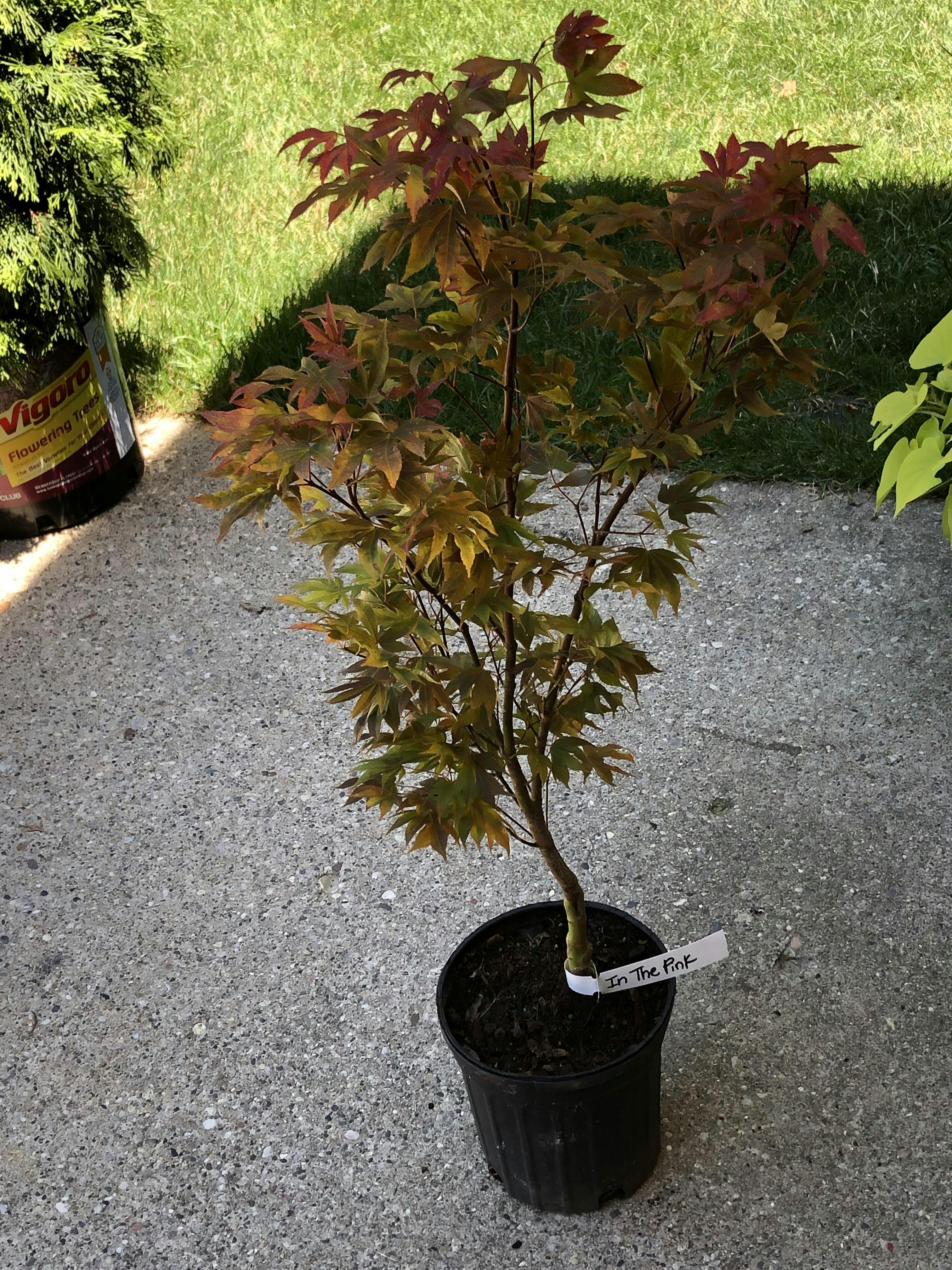 Buy Acer palmatum 'In The Pink' Dwarf Red Japanese Maple Tree — Mr ...