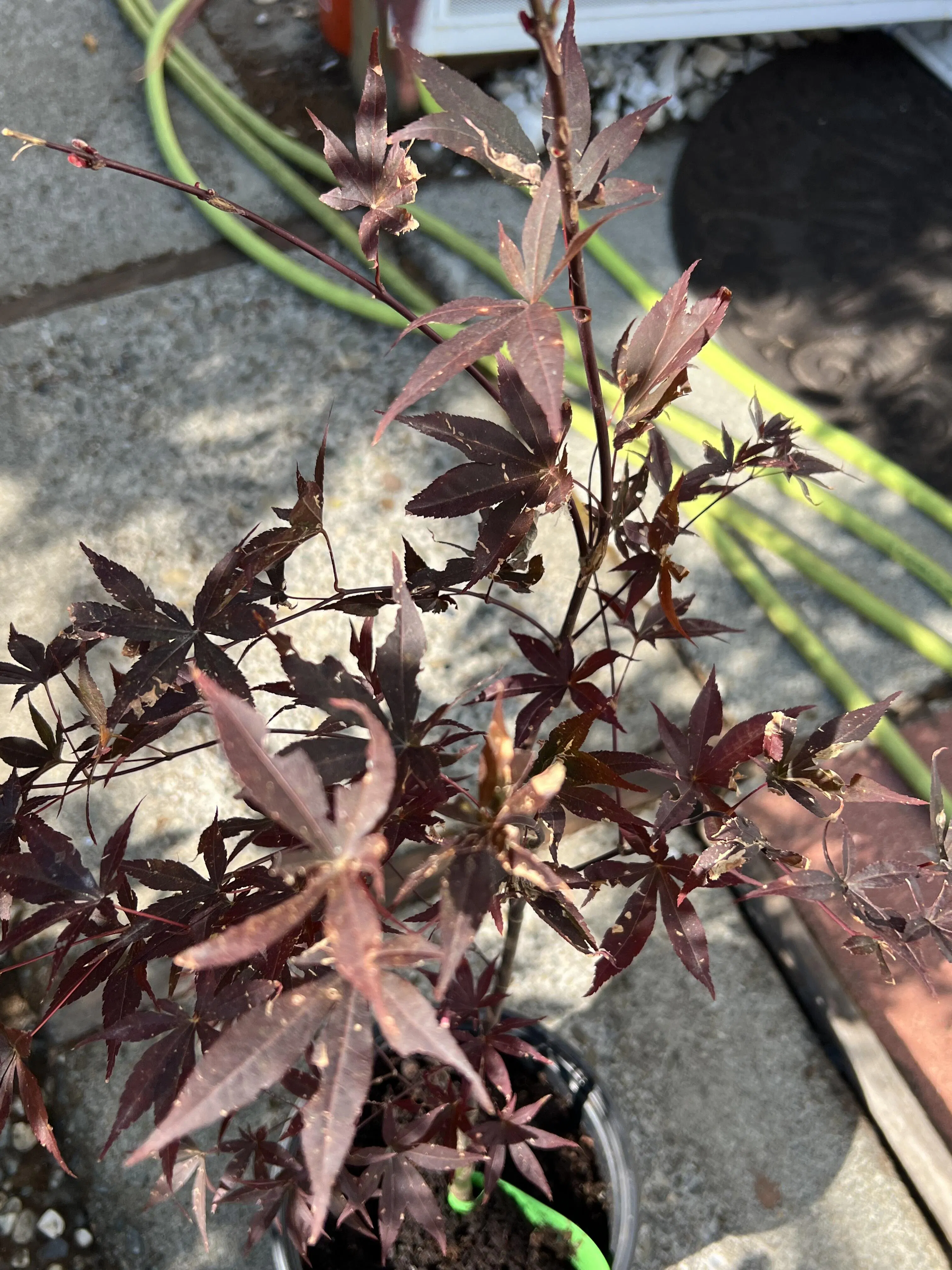 Buy Acer palmatum 'Emperor 1' Red Japanese Maple — Mr Maple │ Buy ...