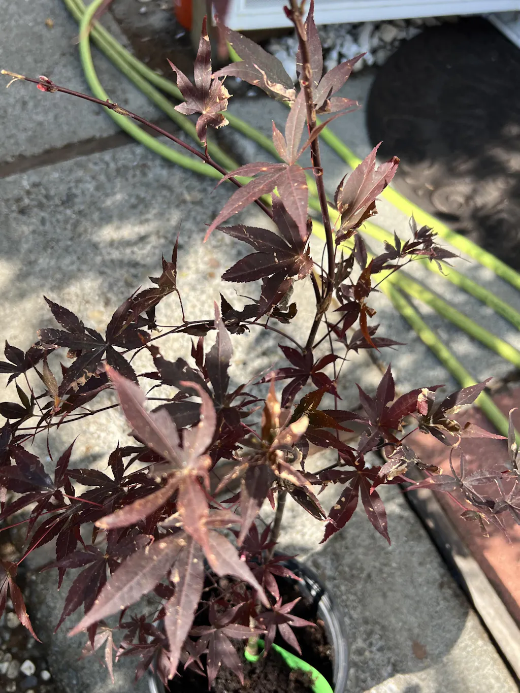 Buy Acer palmatum 'Emperor 1' Red Japanese Maple — Mr Maple │ Buy ...