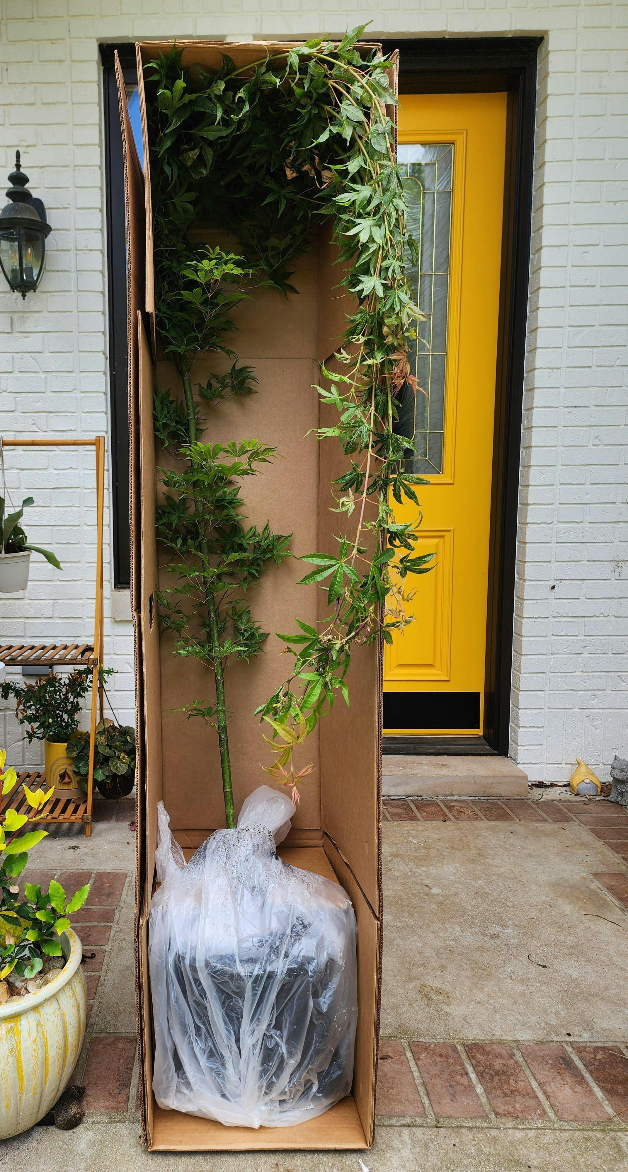 Buy Acer palmatum 'Ukigumo' Floating Clouds Japanese Maple — Mr Maple ...