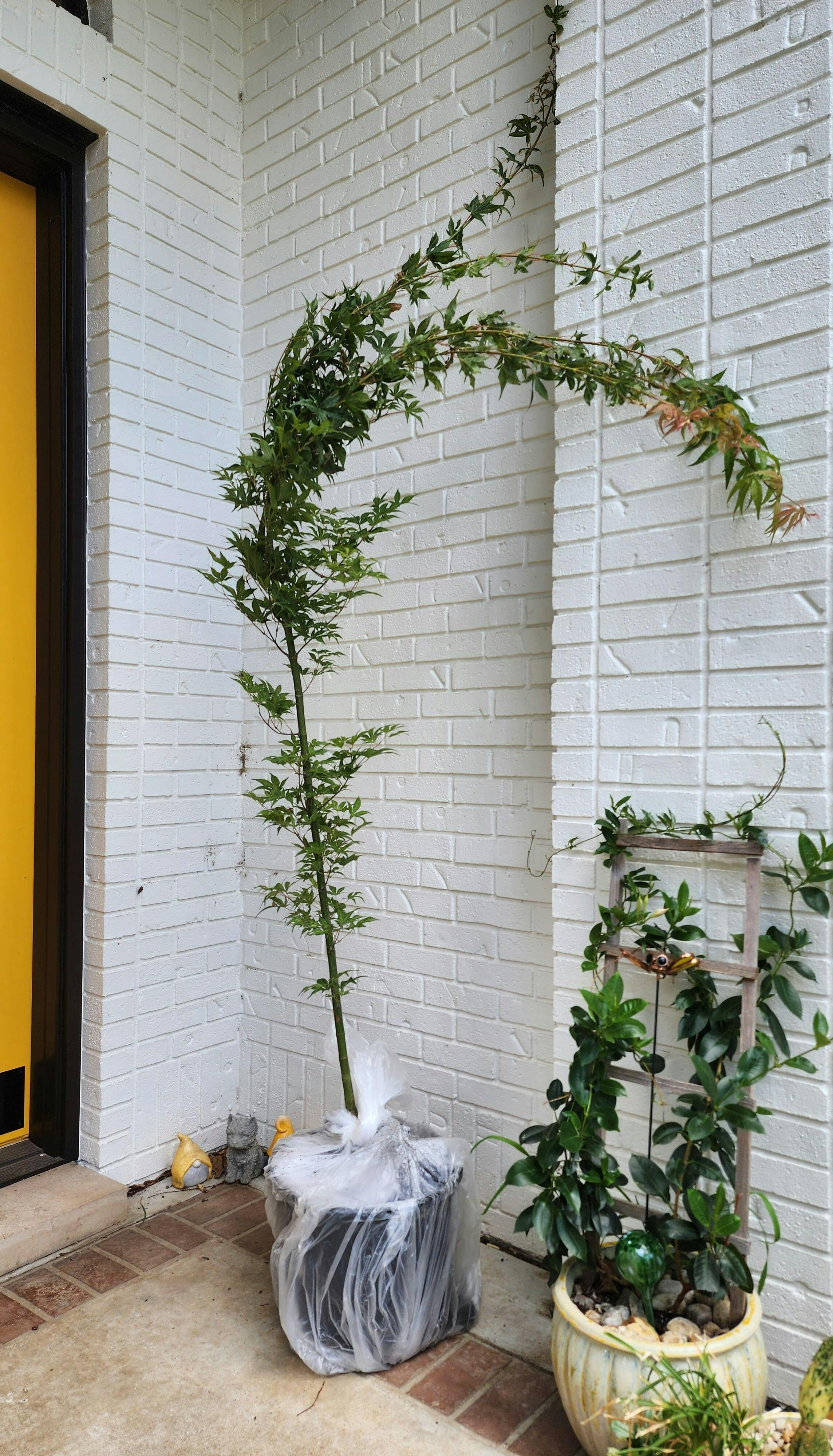 Buy Acer palmatum 'Ukigumo' Floating Clouds Japanese Maple — Mr Maple ...