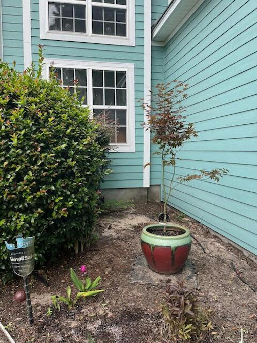 Buy Acer palmatum Bloodgood Red Japanese Maple Tree — Mr Maple │ Buy ...