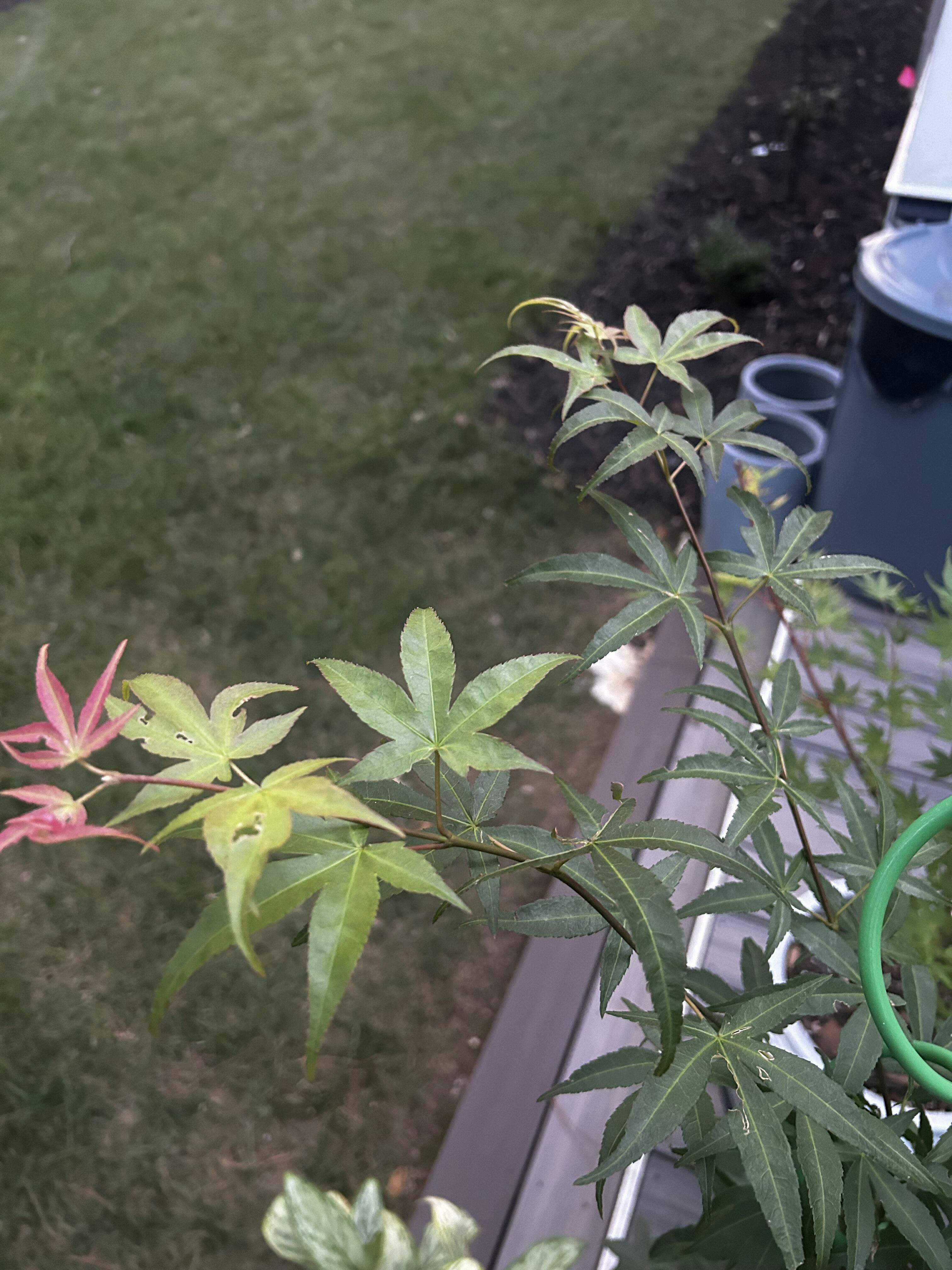 Buy Acer palmatum 'Ukigumo' Floating Clouds Japanese Maple — Mr Maple ...