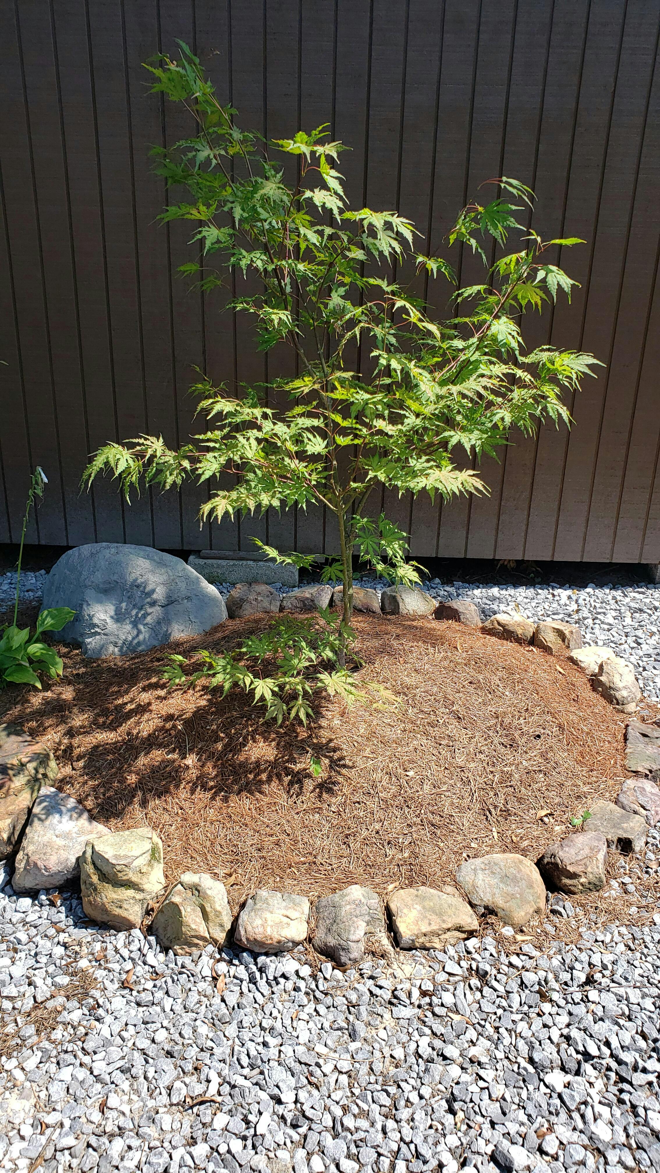 Buy Acer palmatum 'Strawberry Spring' Reticulated Japanese Maple — Mr ...