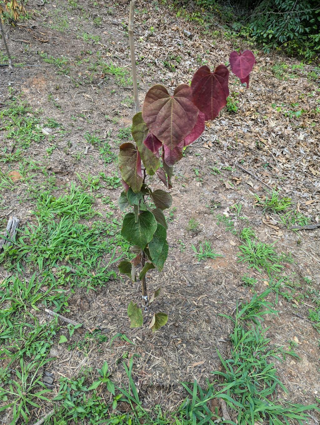 Buy Cercis canadensis 'Hearts A Fire' Redbud Tree — Mr Maple │ Buy ...