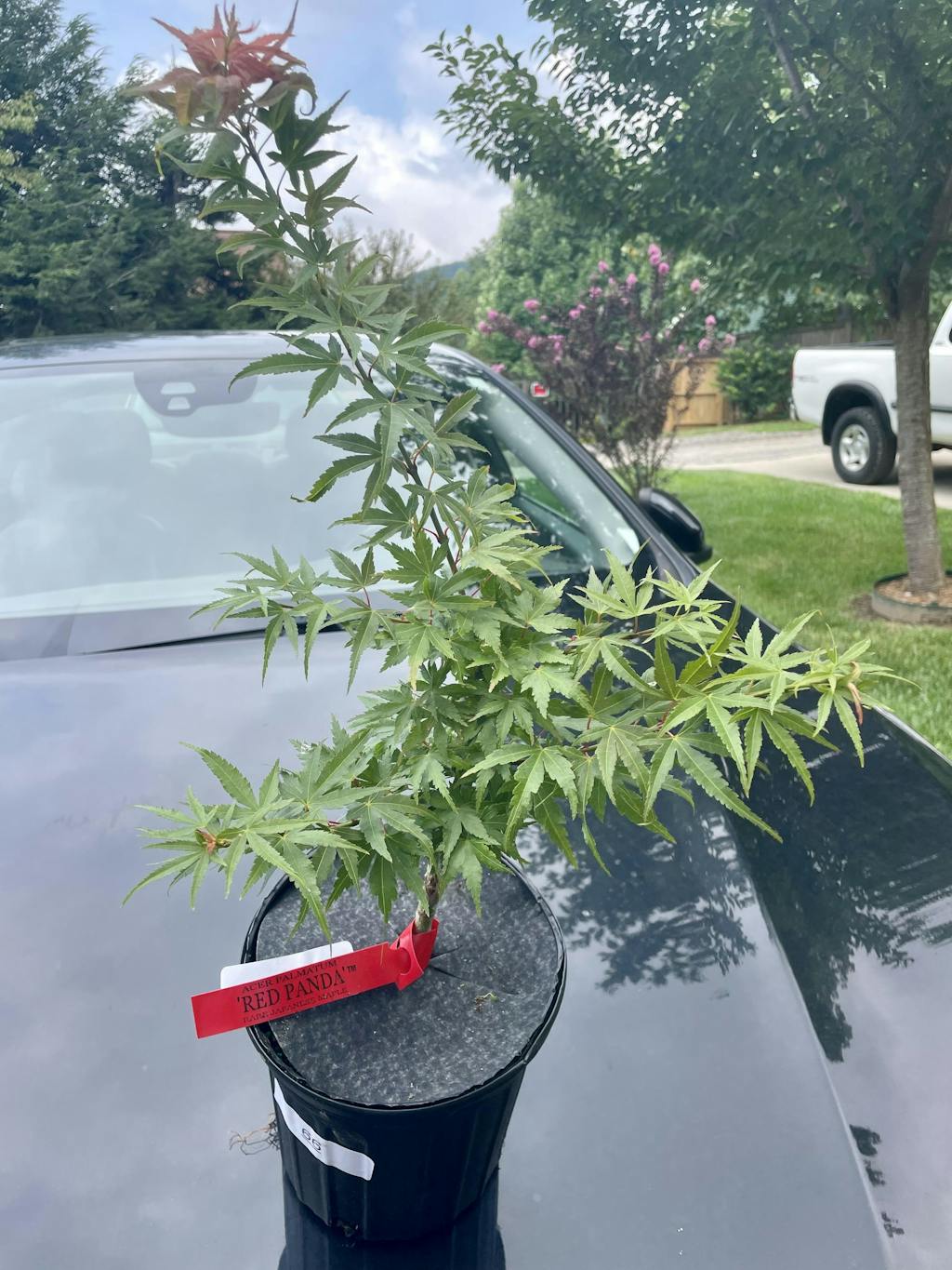 Buy Acer palmatum 'Red Panda' Japanese maple — Mr Maple │ Buy Japanese ...