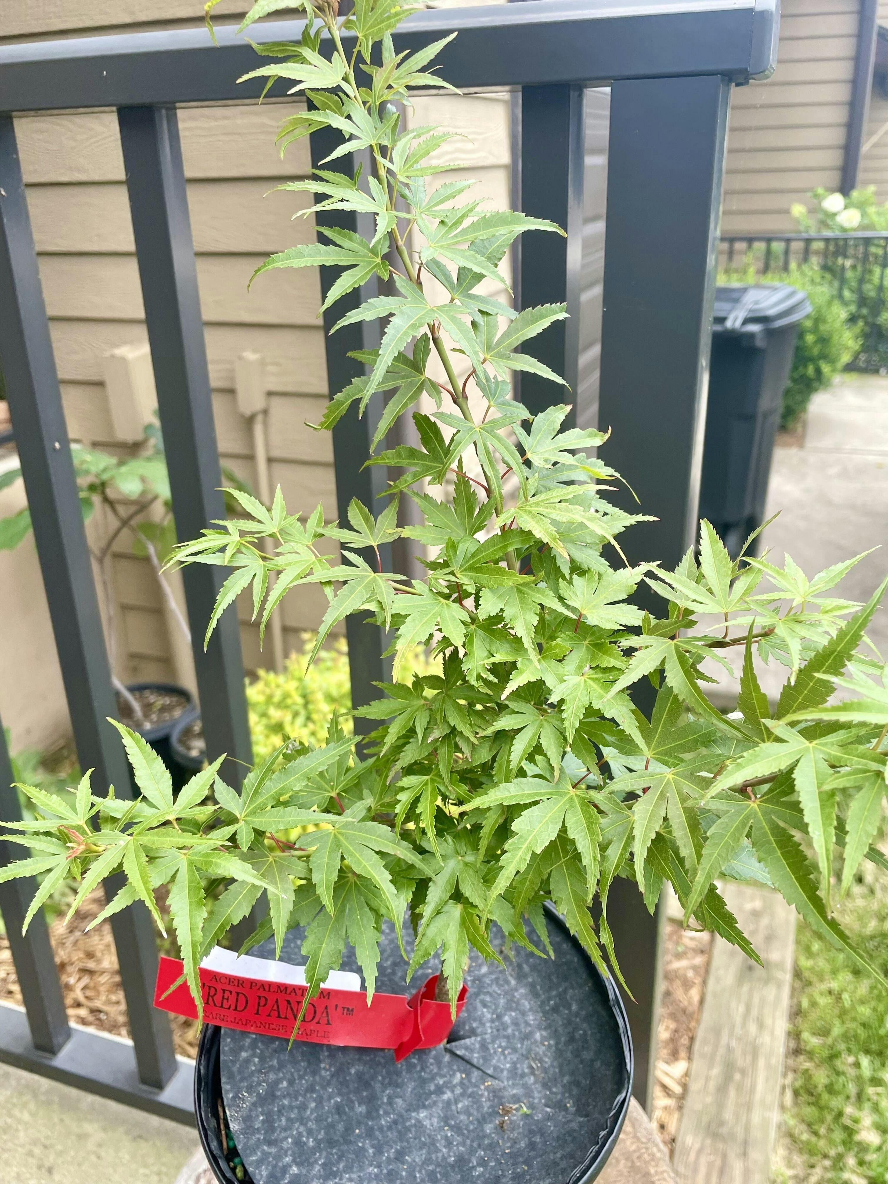 Buy Acer palmatum 'Red Panda' Japanese maple — Mr Maple │ Buy Japanese ...