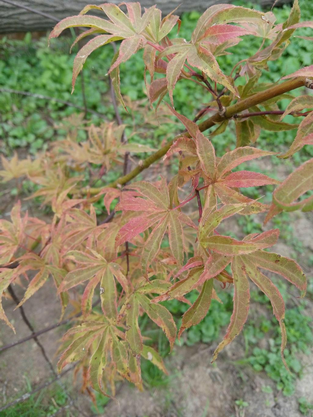 Buy Acer palmatum 'Geisha Gone Wild' Japanese Maple — Mr Maple │ Buy ...