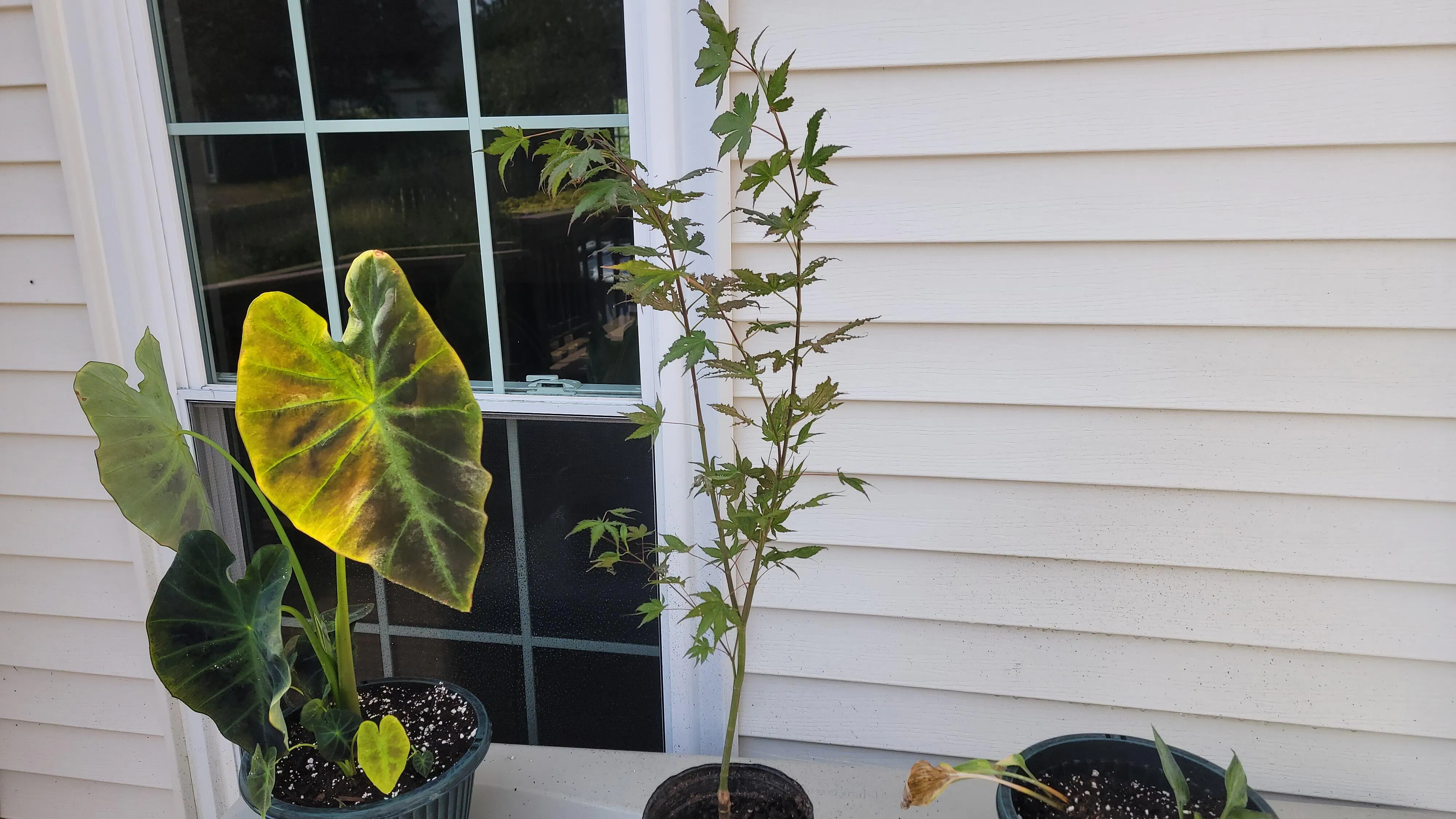 Buy Acer palmatum 'Firefly' Japanese Maple — Mr Maple │ Buy Japanese ...